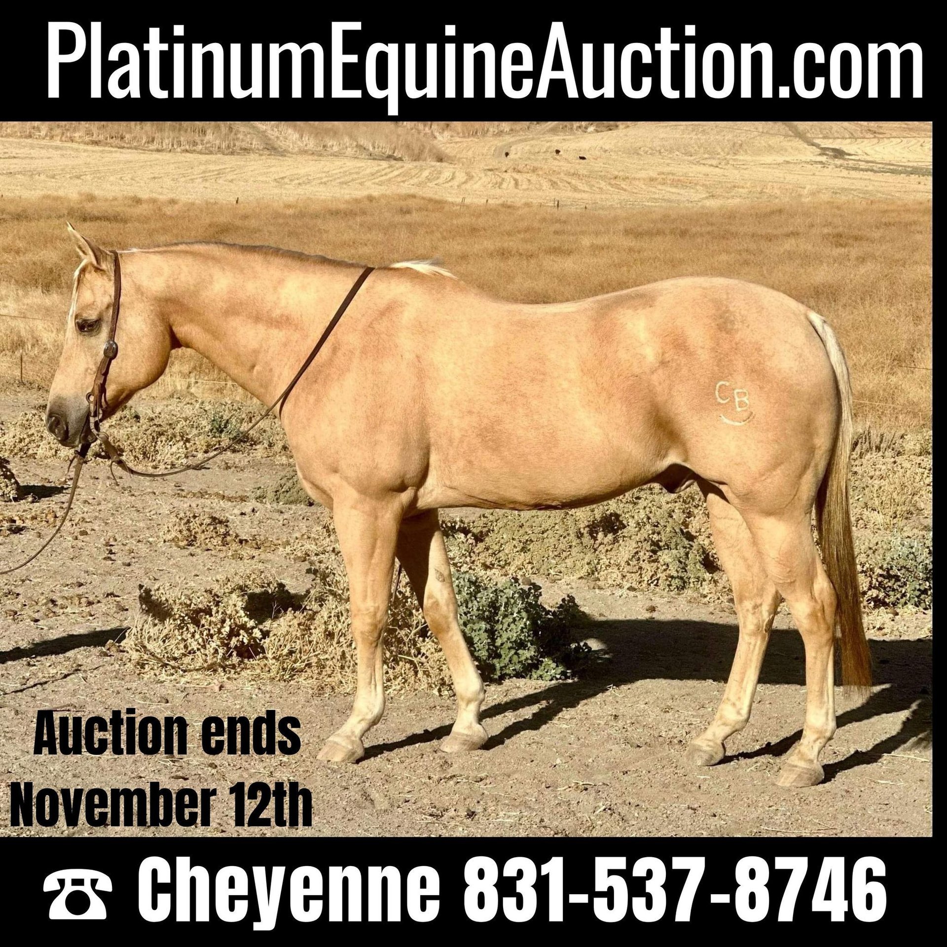American Quarter Horse Wallach 13 Jahre 155 cm Palomino in Bitterwater CA