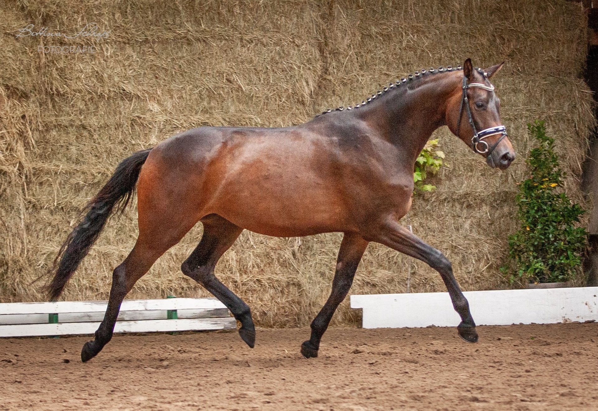 Trakehner Stute 7 Jahre 170 cm Dunkelbrauner in Gomadingen