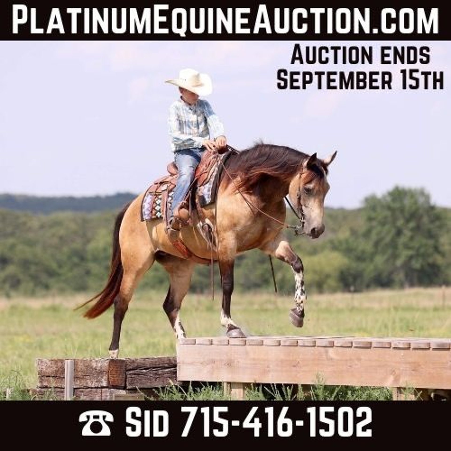 American Quarter Horse Mare 8 years Buckskin in Adair OK