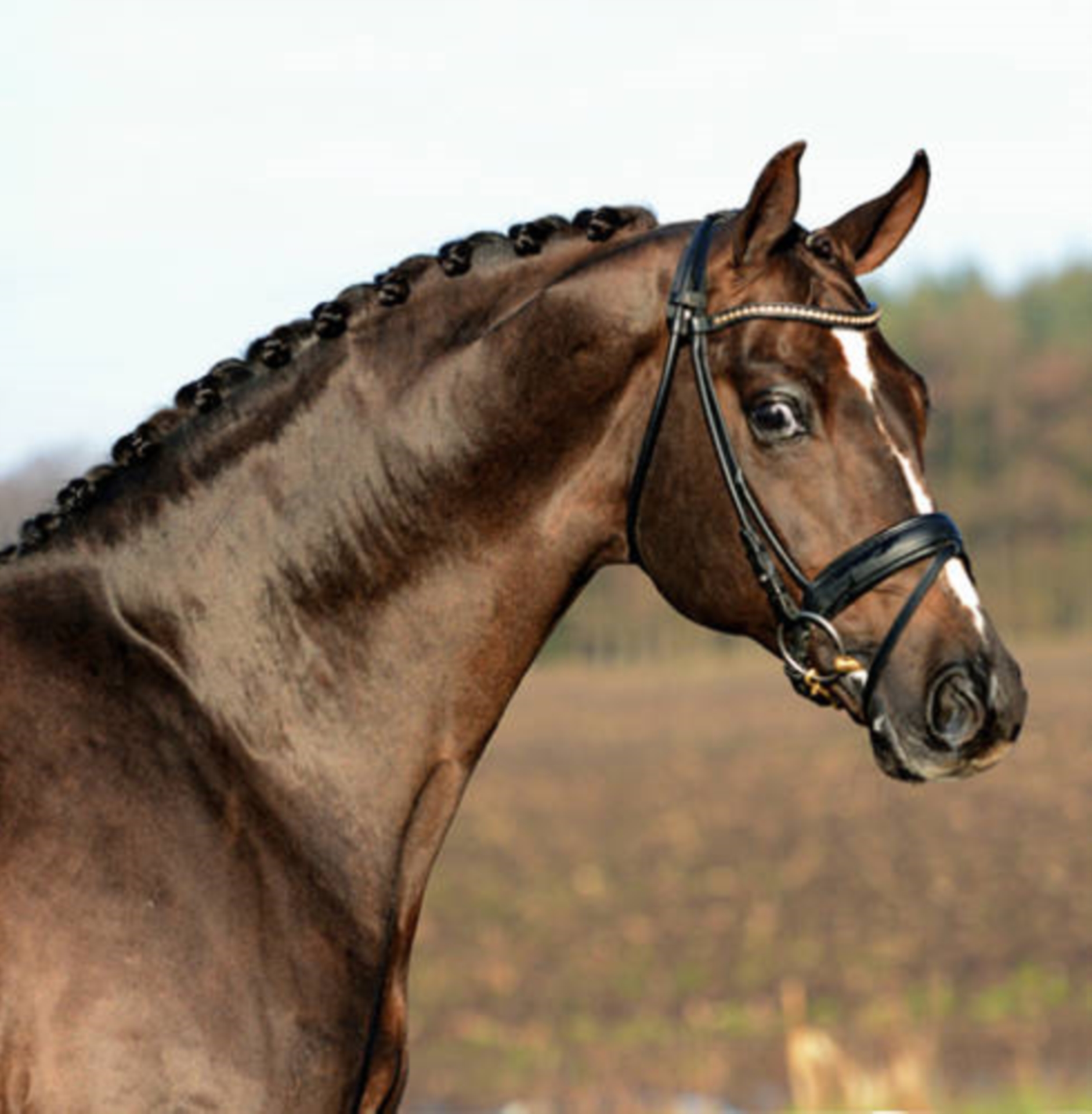 Oldenburg Stallion Chestnut in Löningen