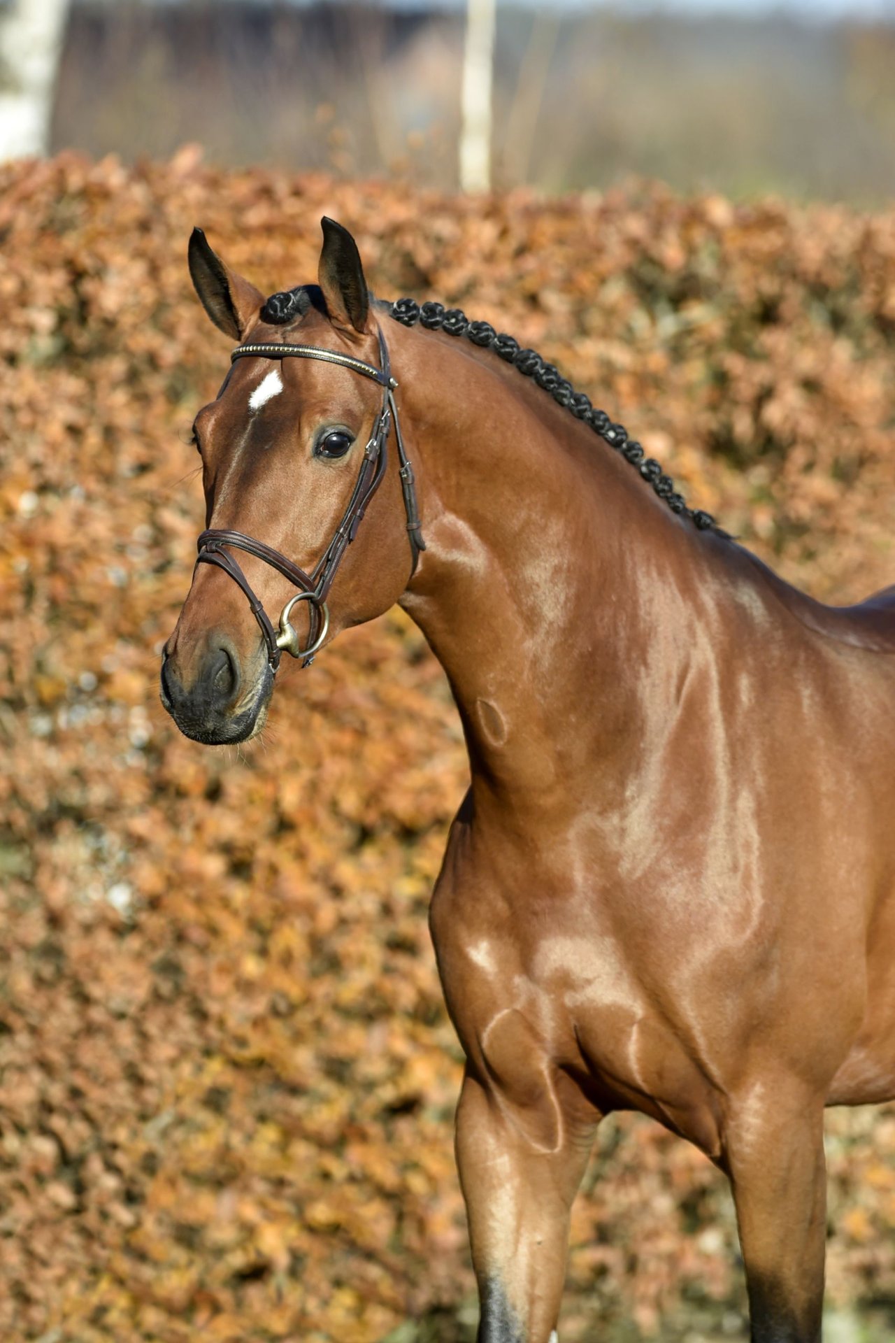 Hannoveraner Hengst Brauner in Hörstel