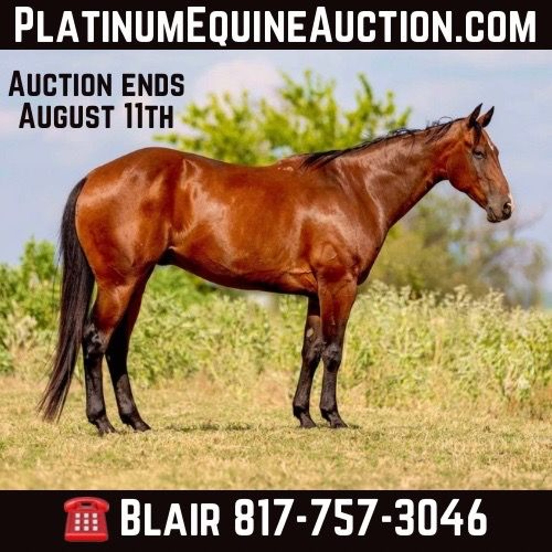 American Quarter Horse Gelding 12 years 15,3 hh Bay in Weatherford TX