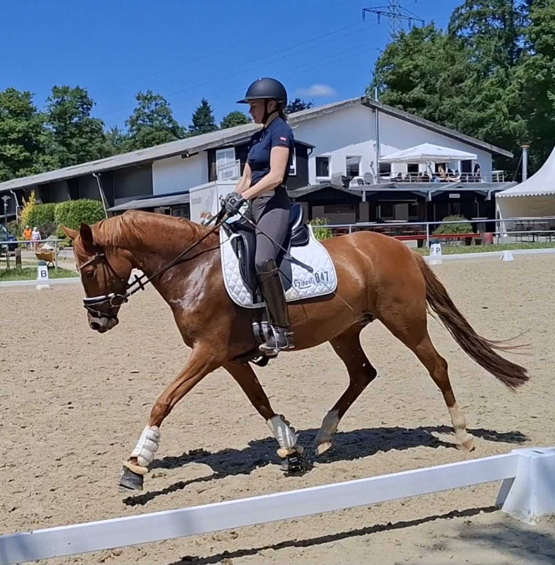 German Riding Pony Mare 9 years 14,2 hh Chestnut-Red in Olpe