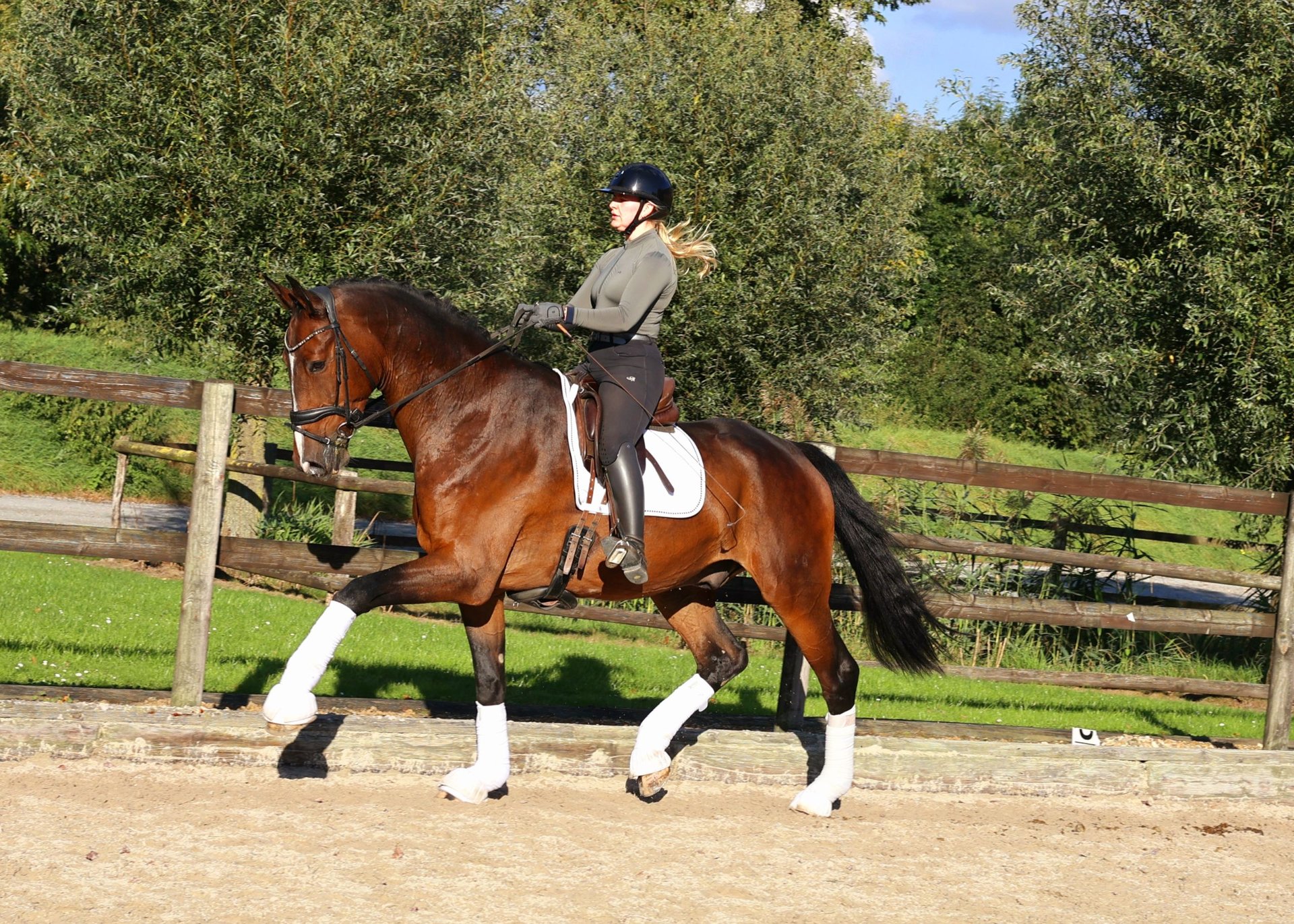 Hanoverian Gelding 7 years 17,2 hh Bay-Dark in Kempen