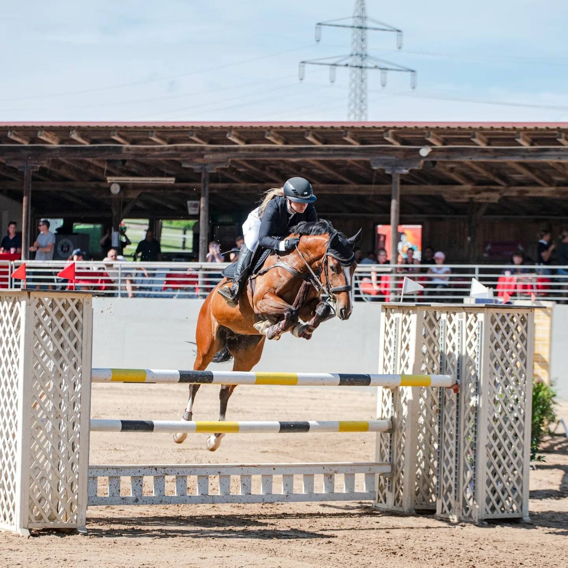 German Sport Horse Mare 8 years 16 hh Brown in Riedering