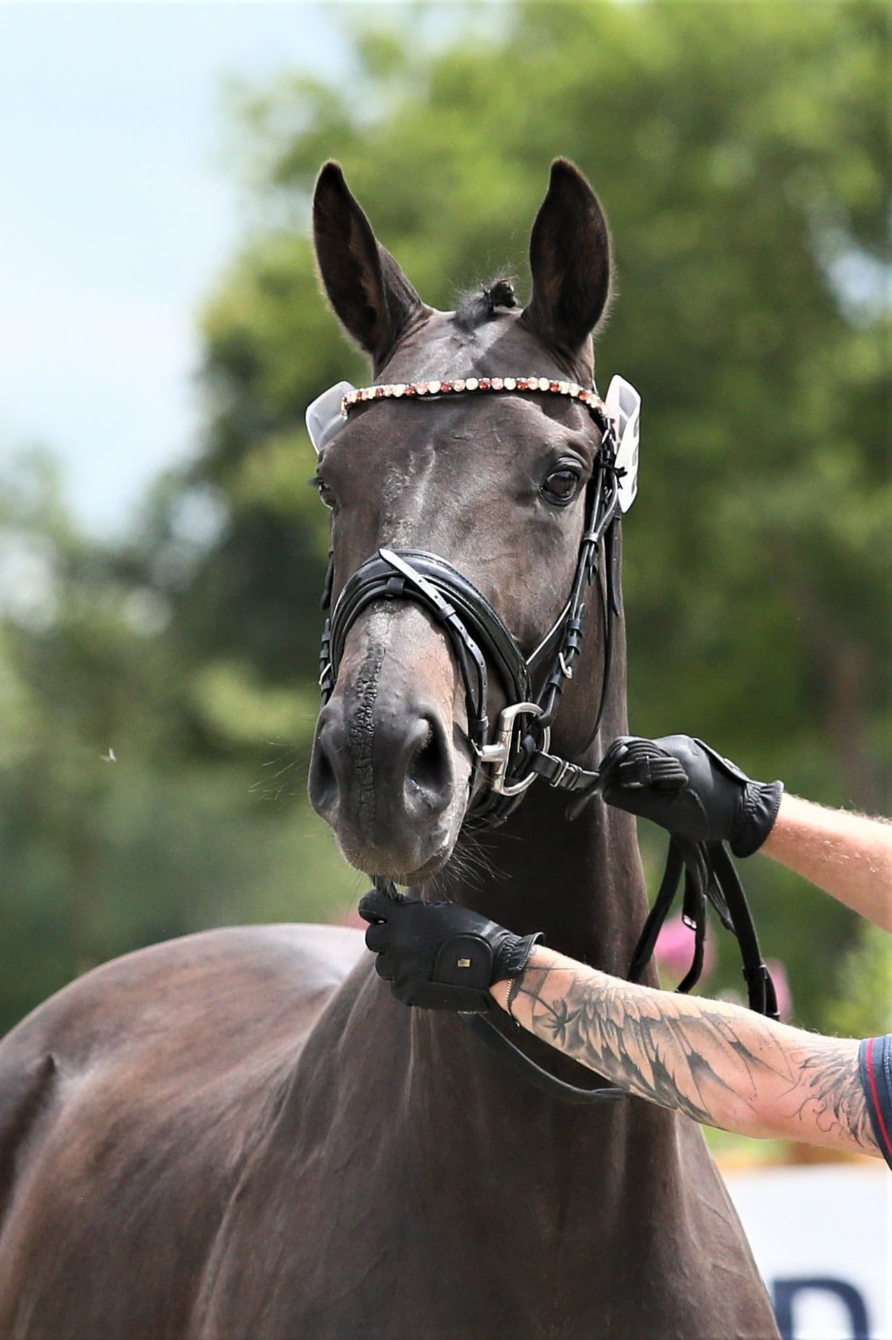 Oldenburg Mare 9 years 16,3 hh Bay-Dark in Wittmund