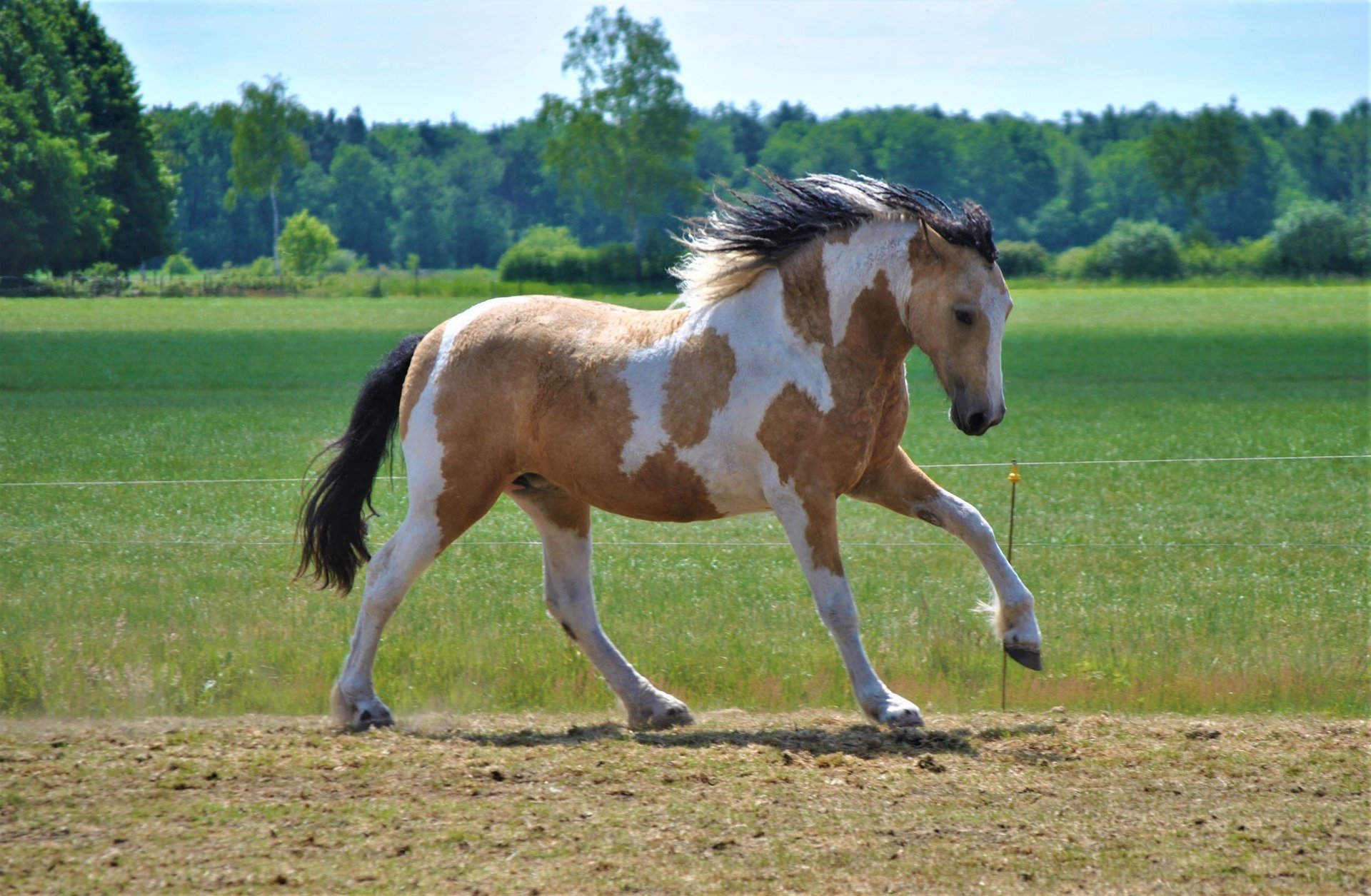 Curly Horse Merrie 8 Jaar 158 cm Falbe in Ruinenruinen