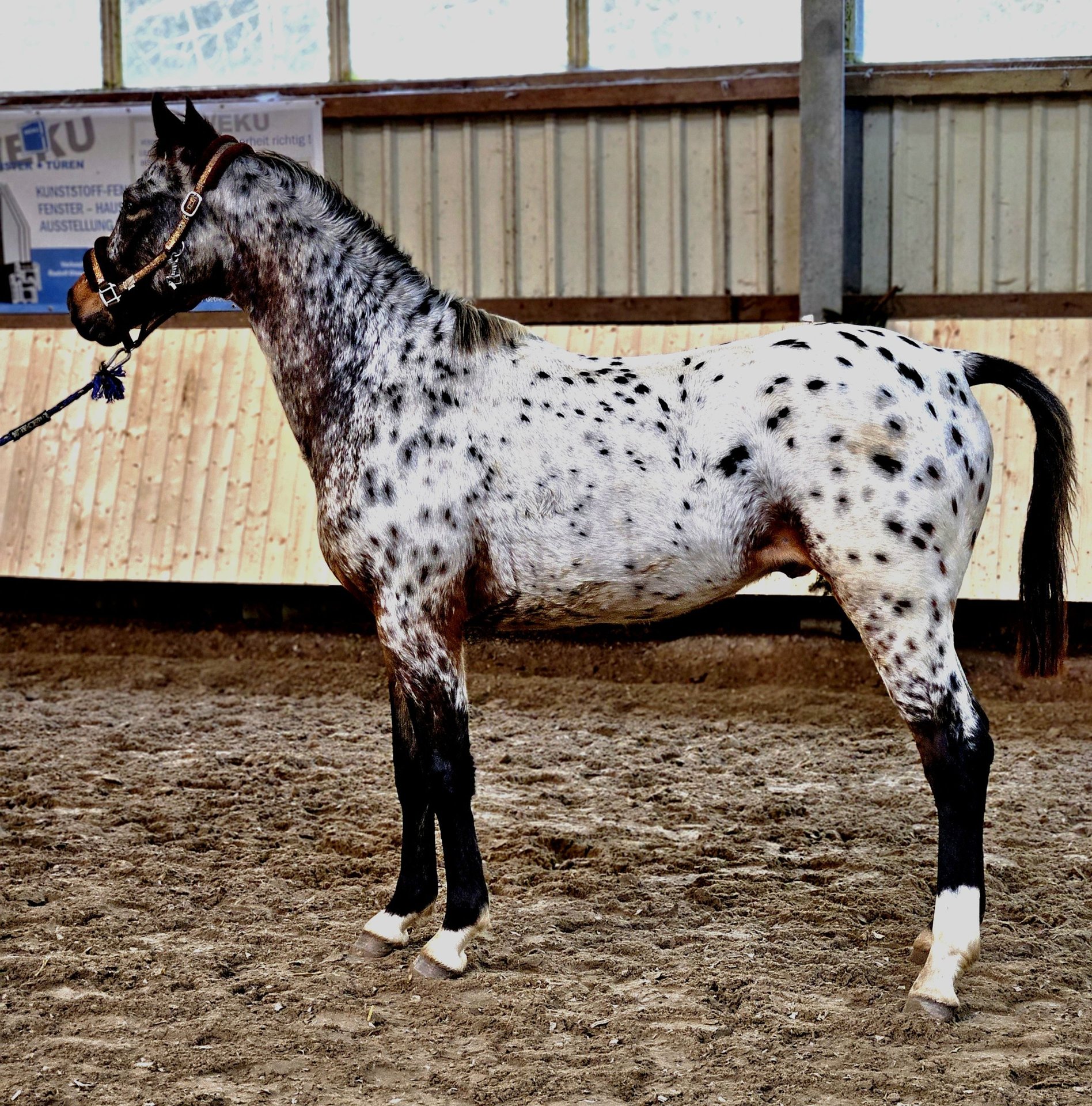 Caballo alemán Semental 2 años 170 cm Atigrado/Moteado in Hungenroth