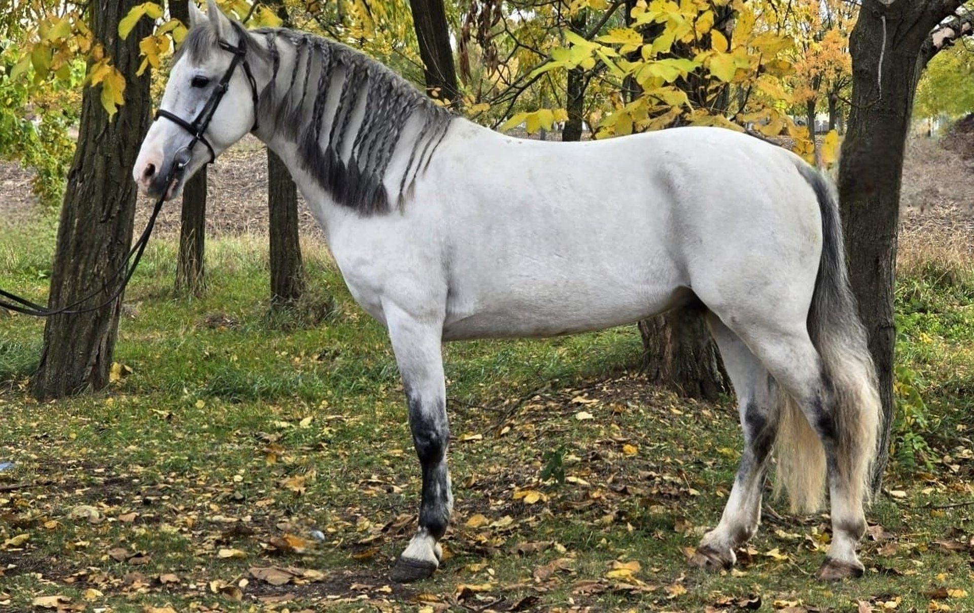 Weitere Ponys/Kleinpferde Wallach 7 Jahre 148 cm Schimmel in Békéscsaba
