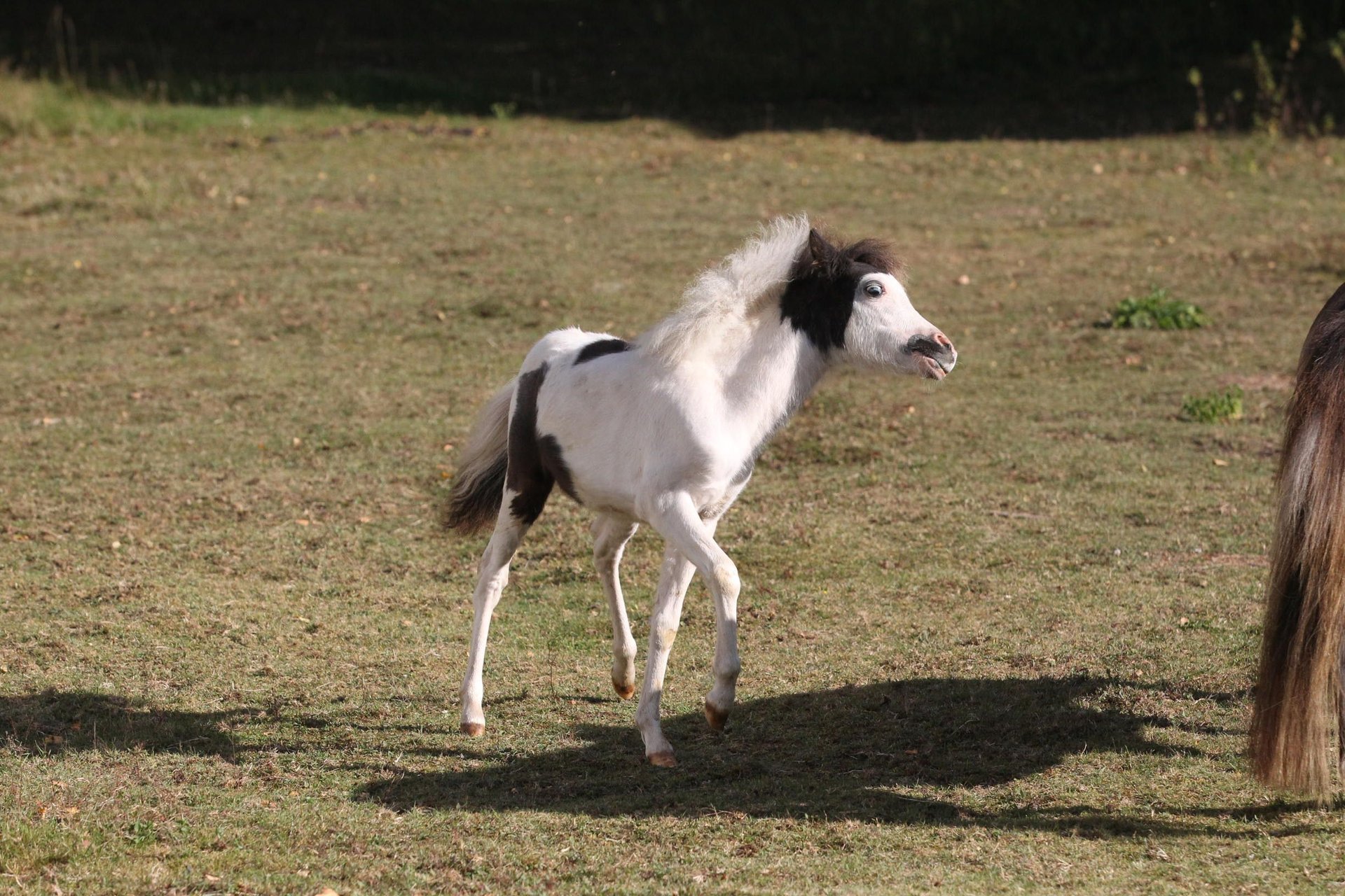 Cheval Miniature américain Étalon 80 cm Overo-toutes couleurs in ...