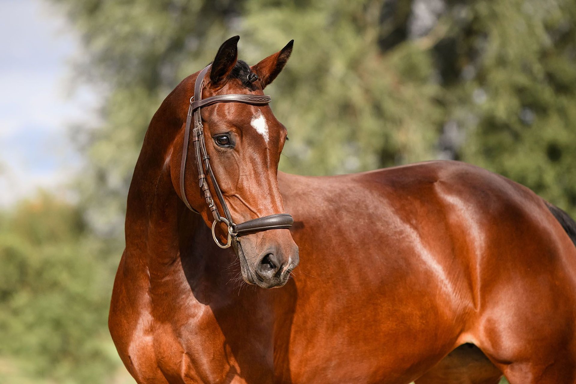 German Riding Horse Mare 5 years 16 hh Brown in Riedstadt