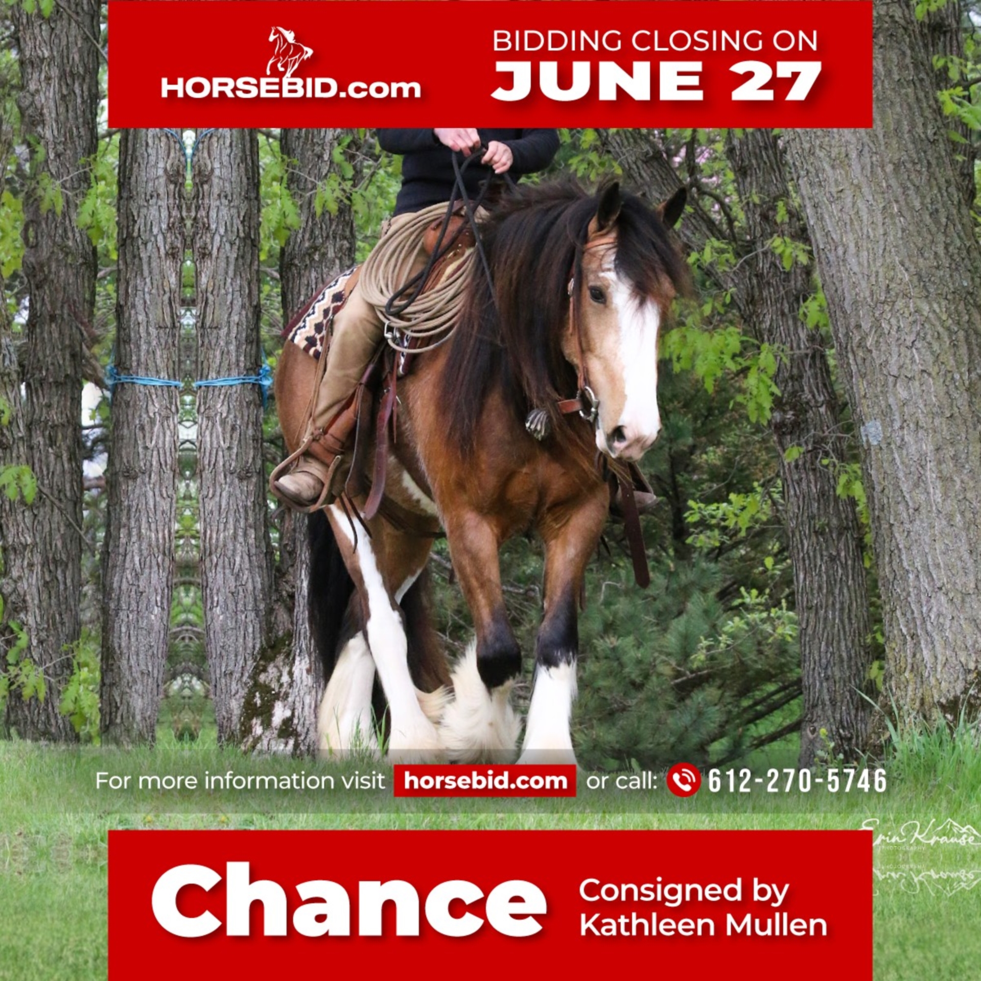 Gypsy Horse Gelding 5 years 14,3 hh Buckskin in Brownsville, MN