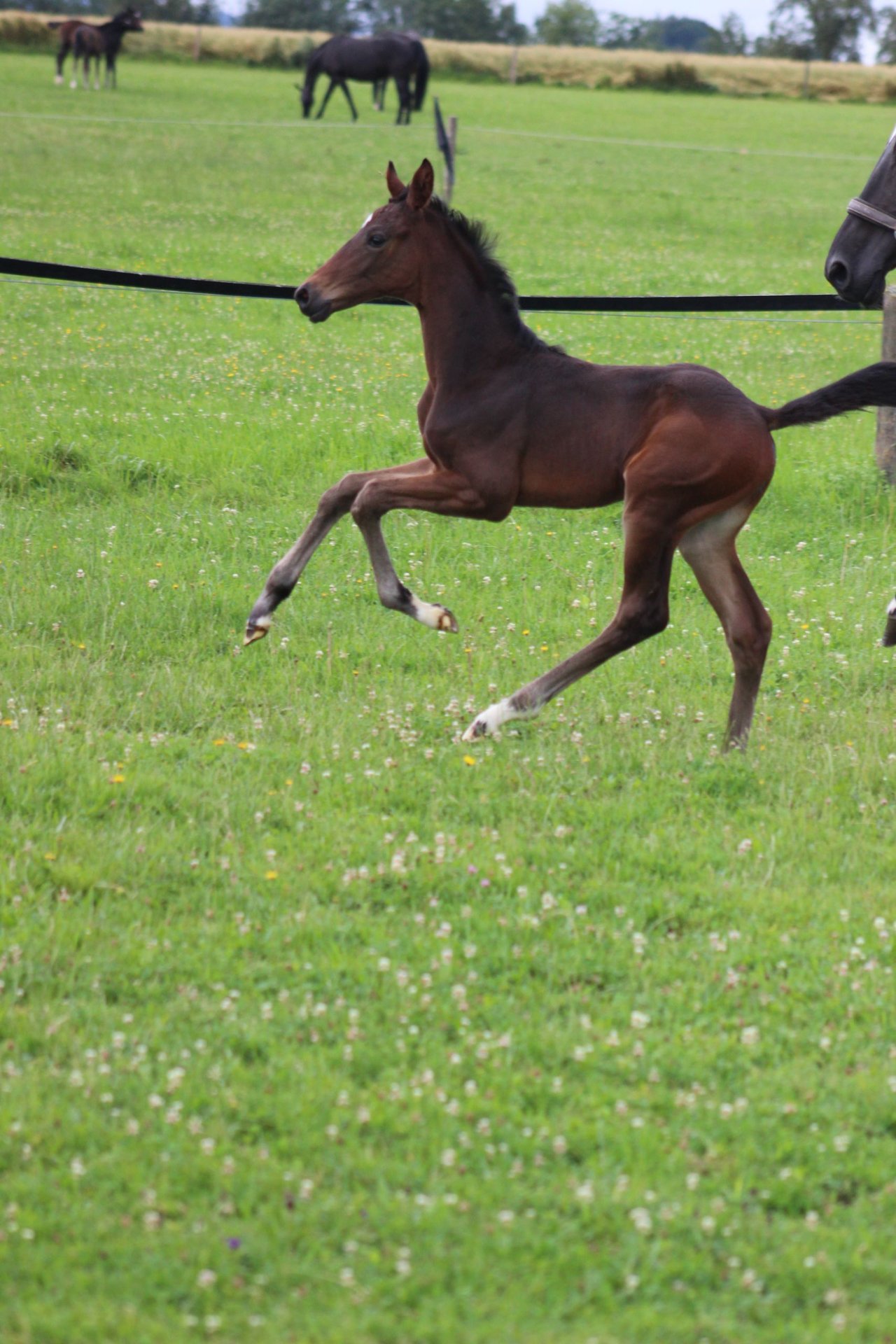 Österrikiskt varmblod Hingst Föl (06/2024) Brun in Bad Hall