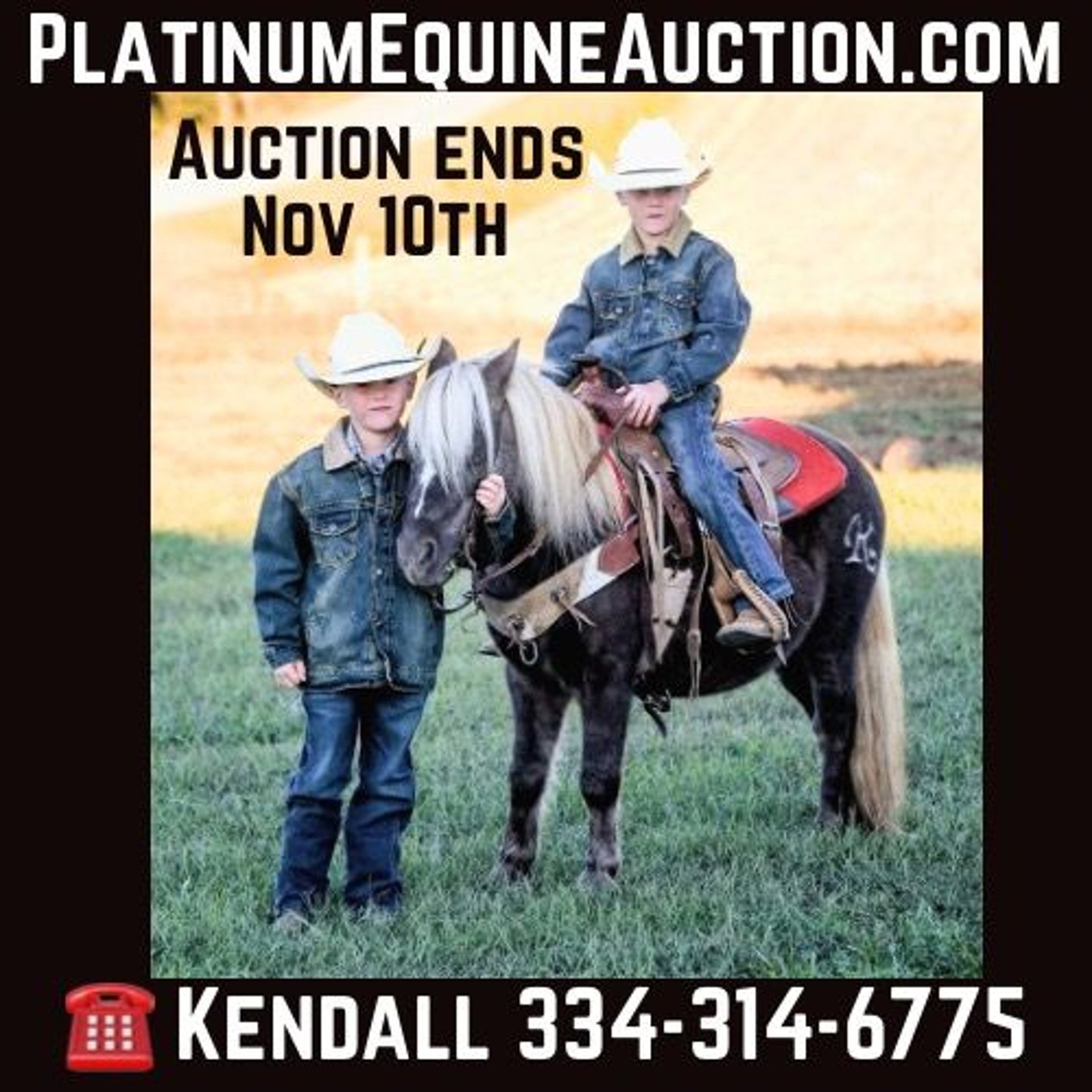 Pony of the Americas Gelding 9 years 9,1 hh Brown in Huntland TN