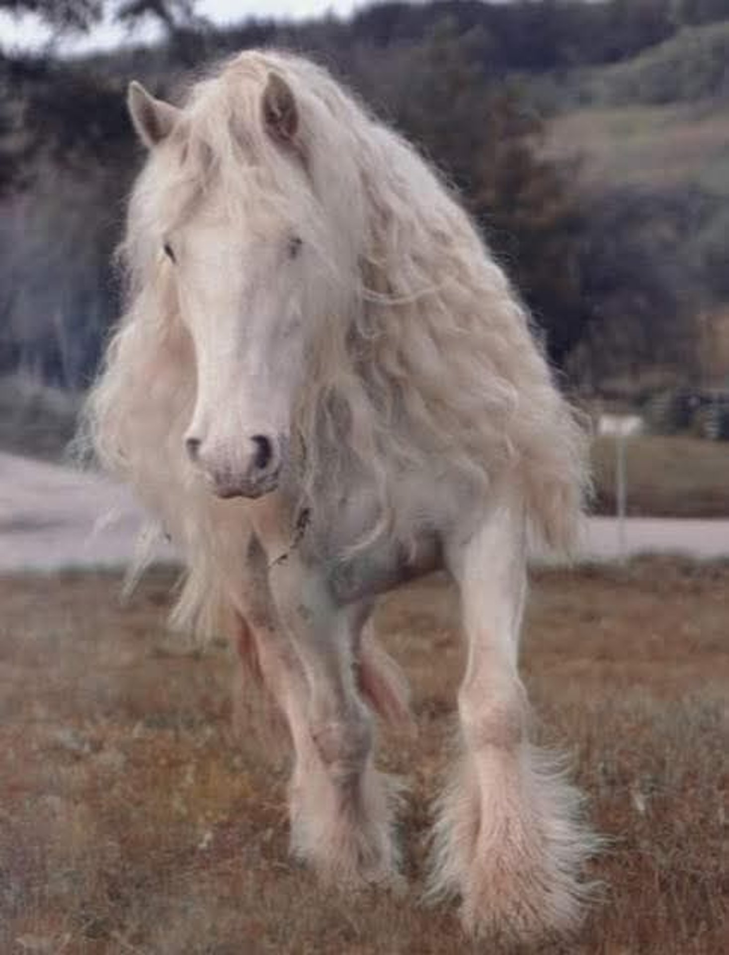 Gypsy Horse Mare 8 years 13,2 hh Can be white in Engen