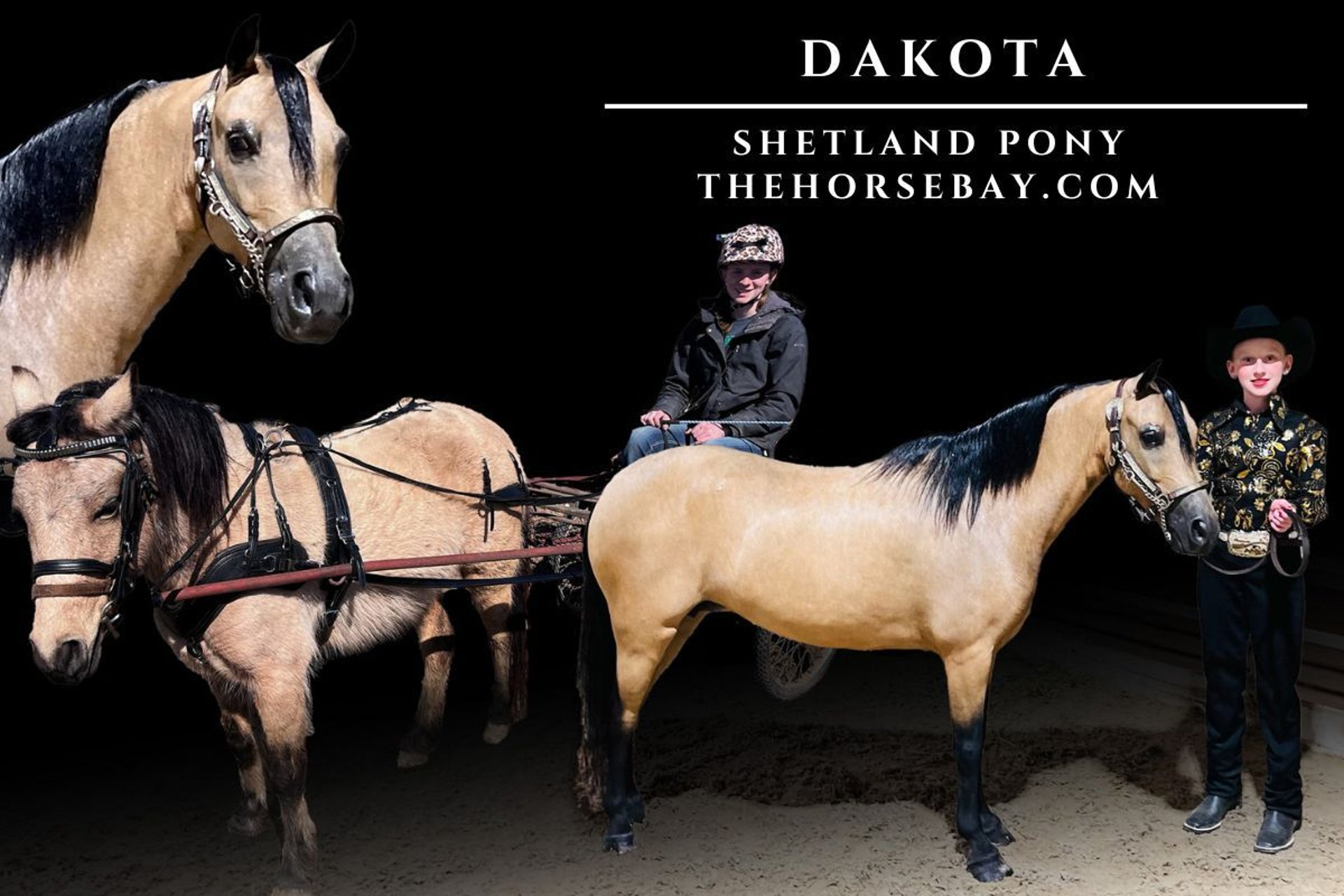 Shetland Ponies Mare 13 years Buckskin in Roca, NE