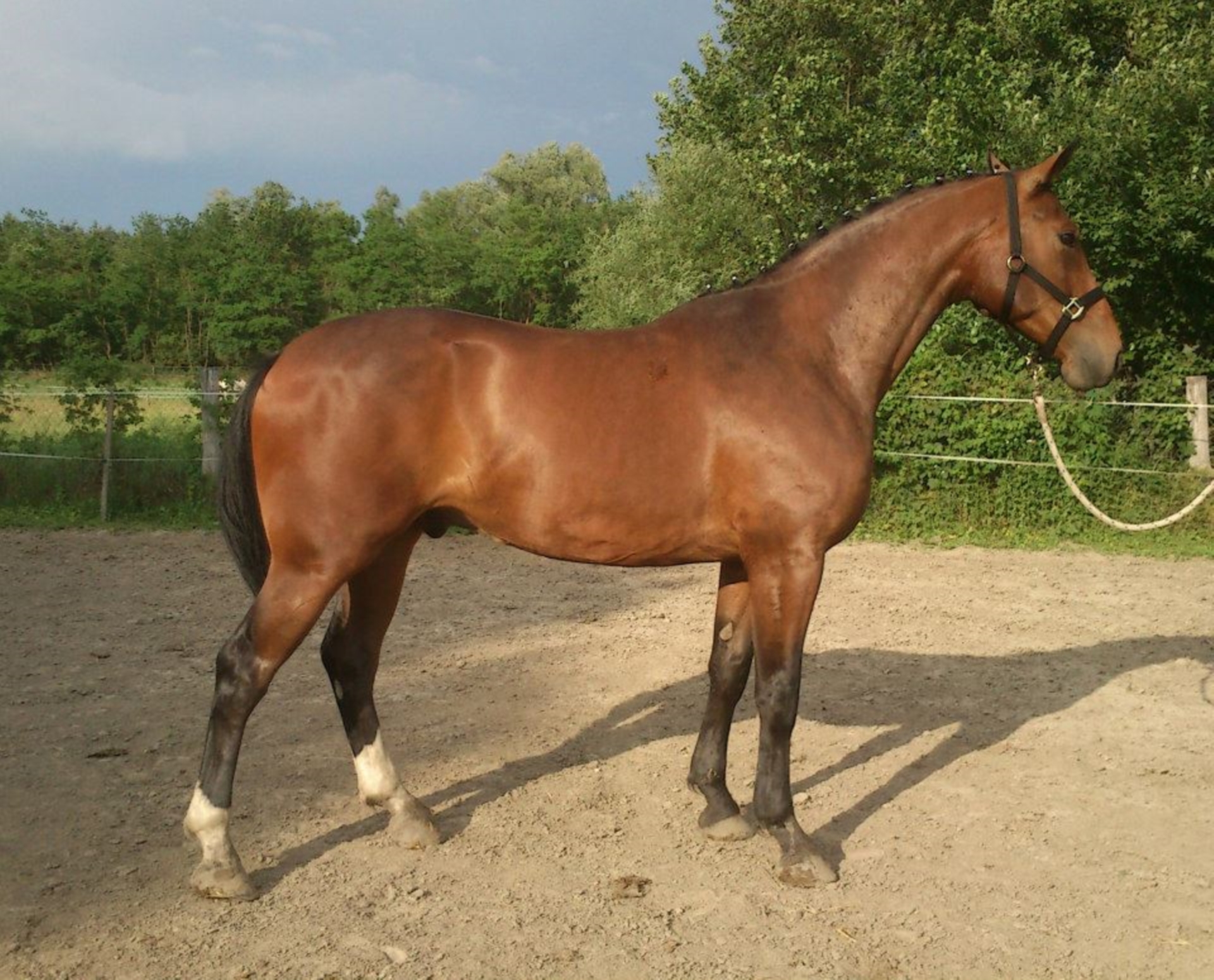 Hungarian Sport Horse Gelding 17 years 16,2 hh Bay-Dark in Marcali