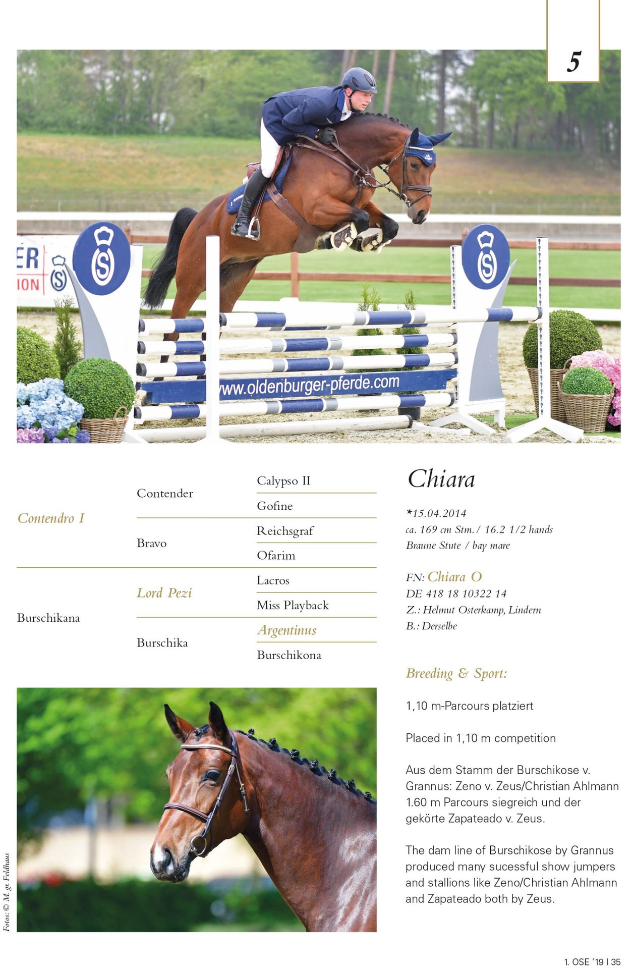 Oldenburger Springpferd Stute 10 Jahre 169 cm Brauner in Lindern ...