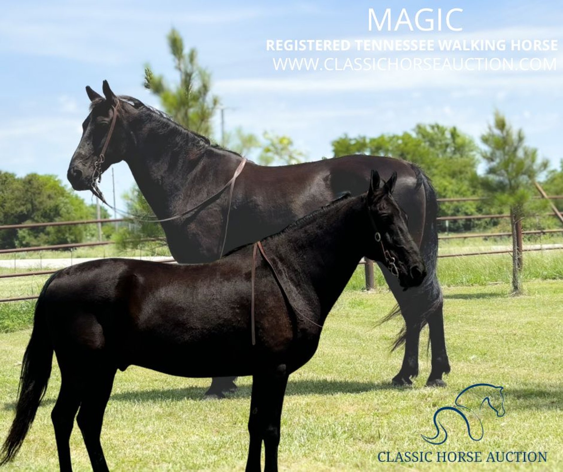 Tennessee Walking Horse Wallach 16 Jahre 152 cm Rappe in Houston,MO