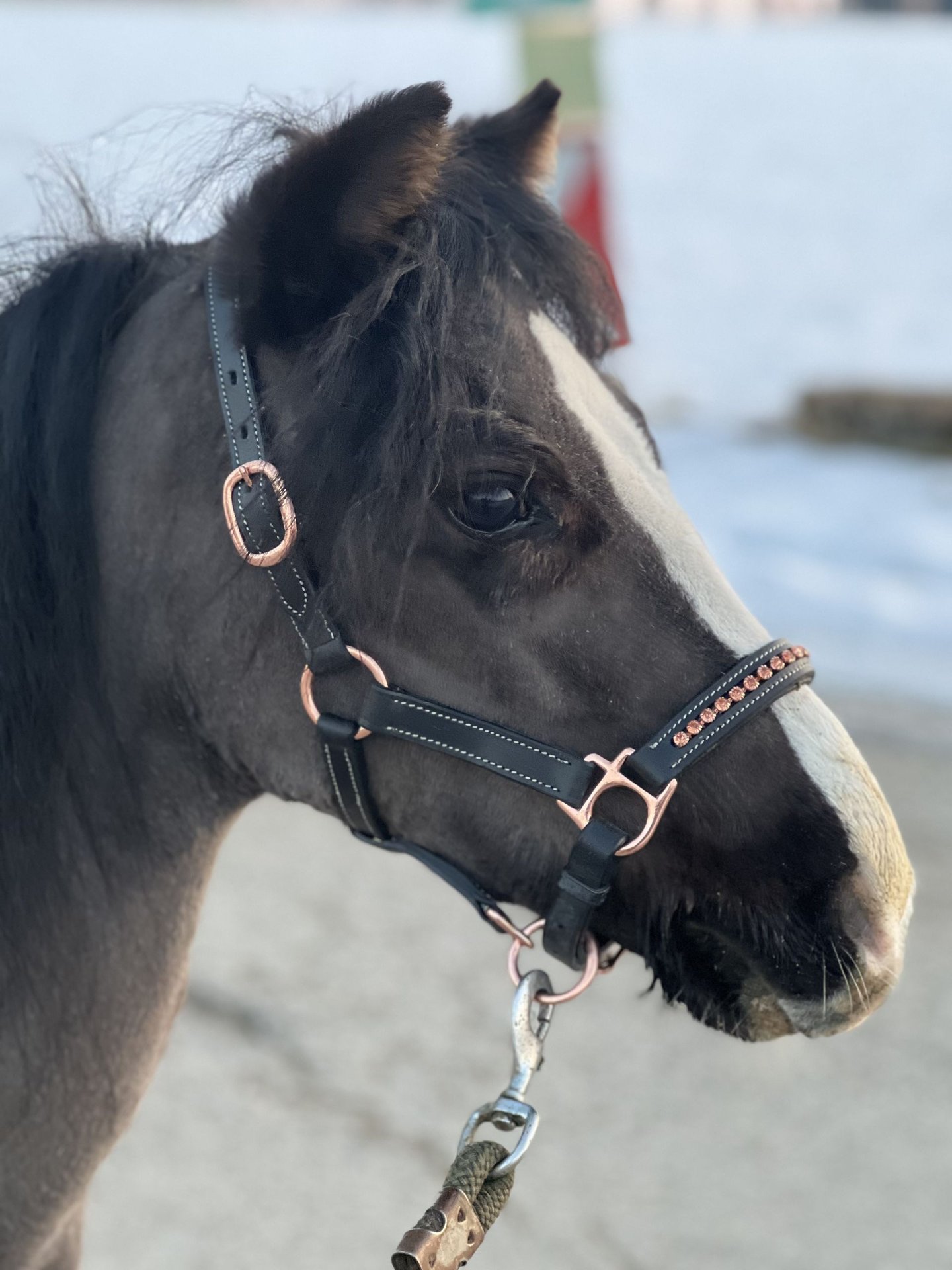 Classic Pony Mare 4 years 11,1 hh Black in Uttendorf