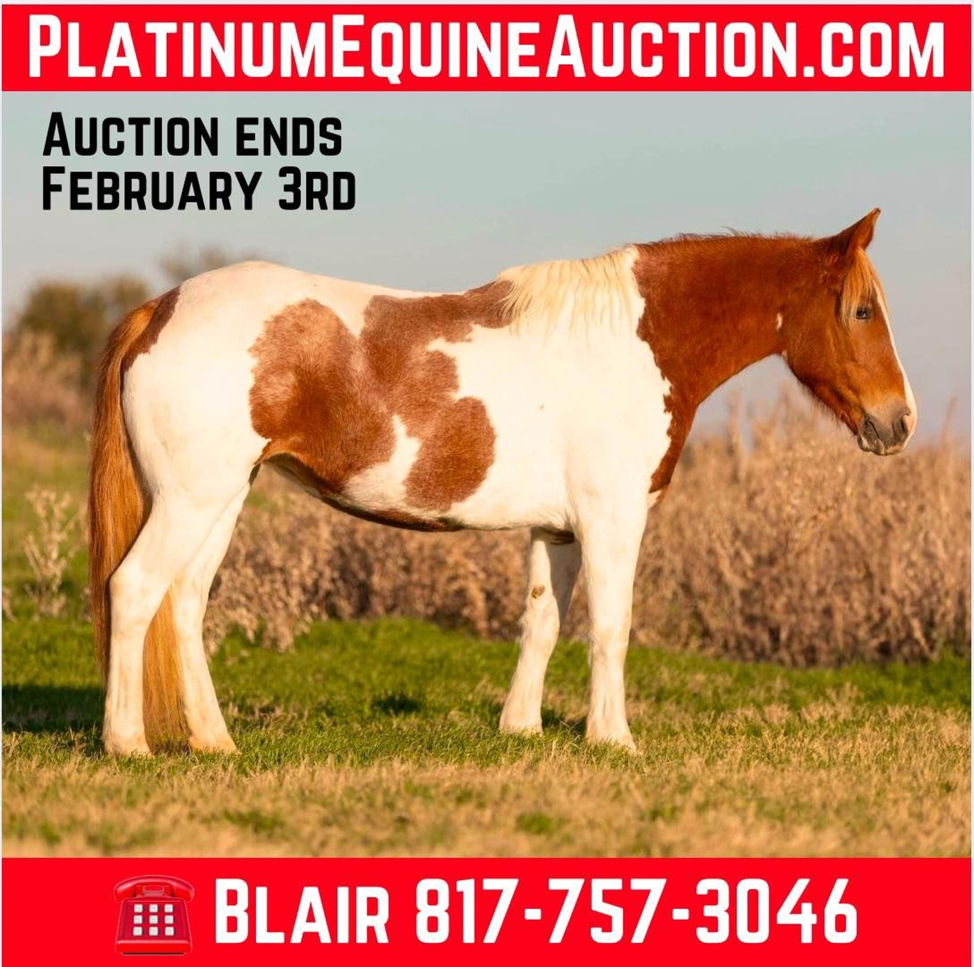 American Quarter Horse Mare 6 years 14,1 hh Tobiano-all-colors in ...