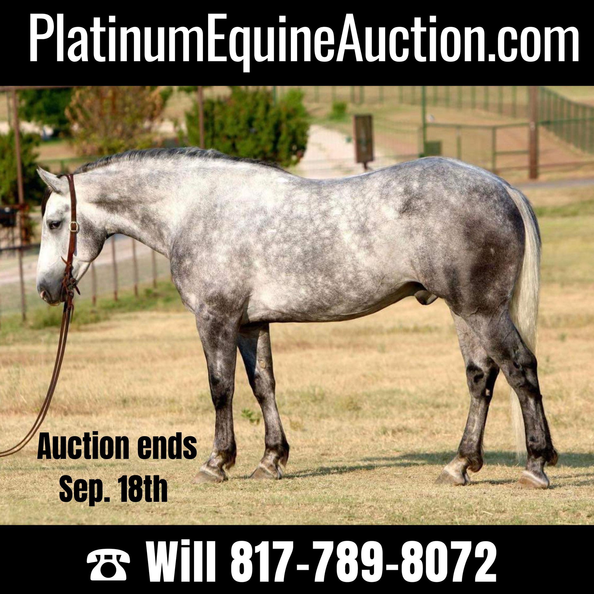 Percheron Gelding 7 years 15,3 hh Gray-Dapple in Joshua TX