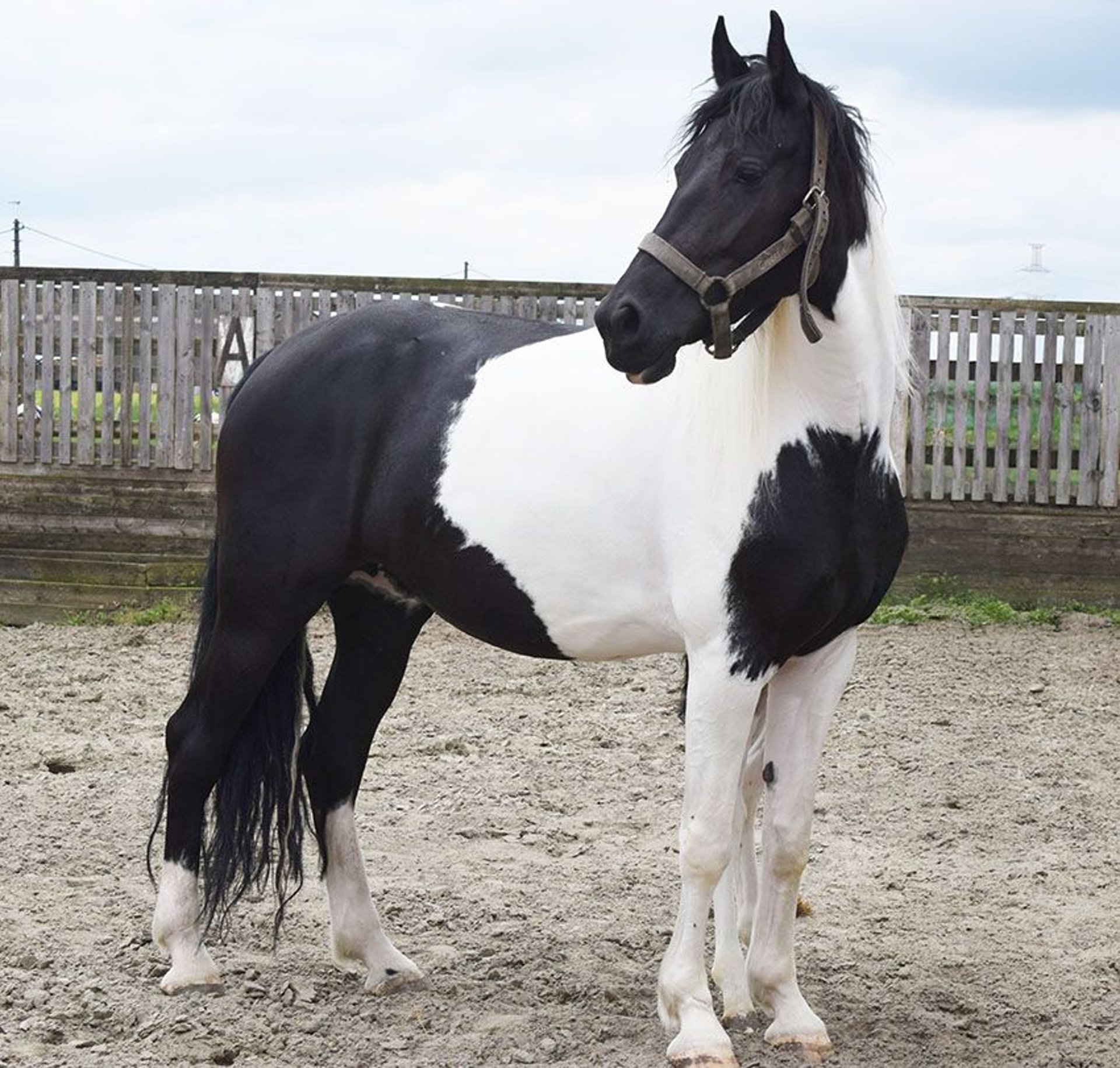 Baroque Pinto Mare 7 years 16,1 hh Pinto in Los Santos De La Humosa