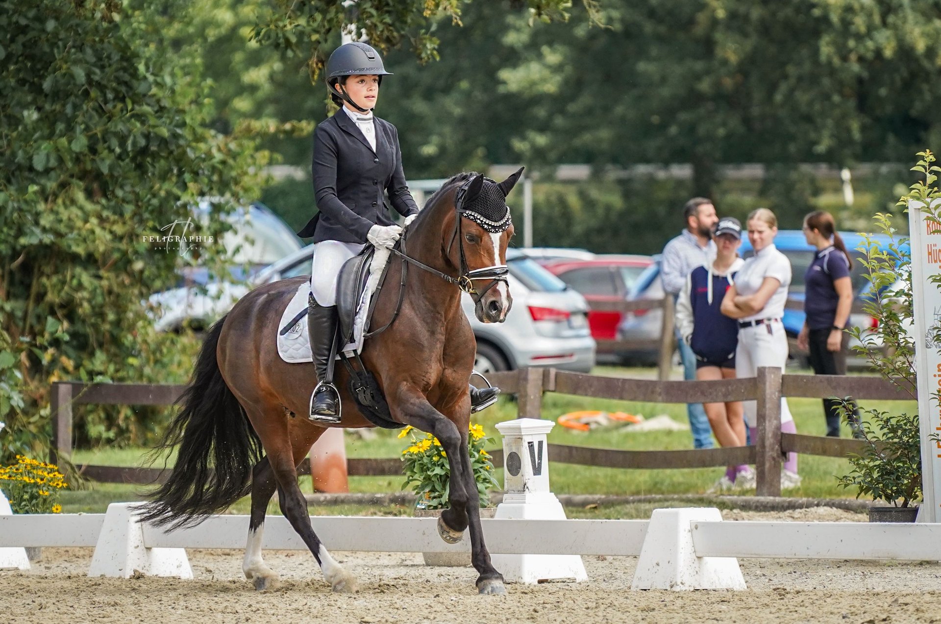 German Riding Pony Mare 7 years 14,1 hh Bay-Dark in Bruchköbel