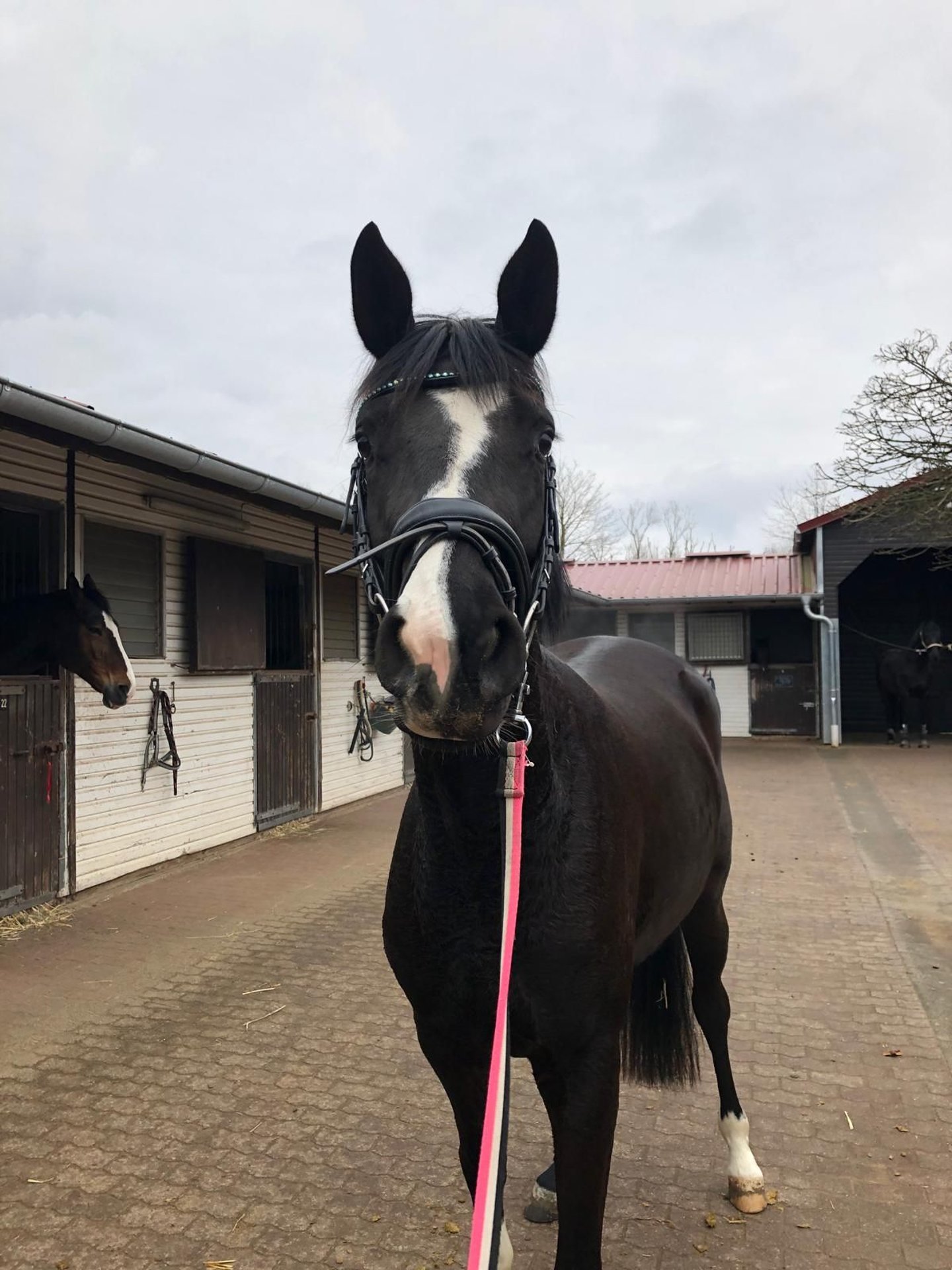 Oldenburg Mare 4 years 16 hh Bay-Dark in Arnshöfen