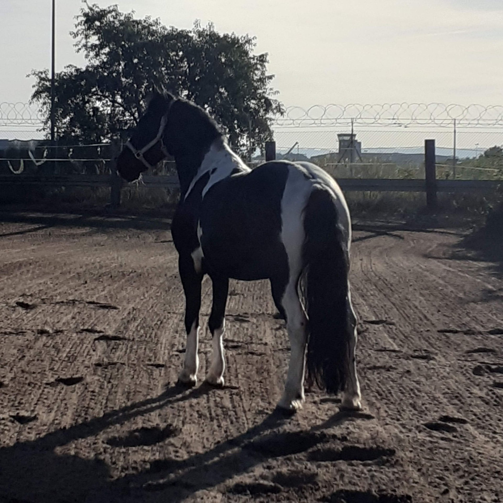 Baroque Pinto Mix Gelding 8 years 14,2 hh Pinto in Mannheim