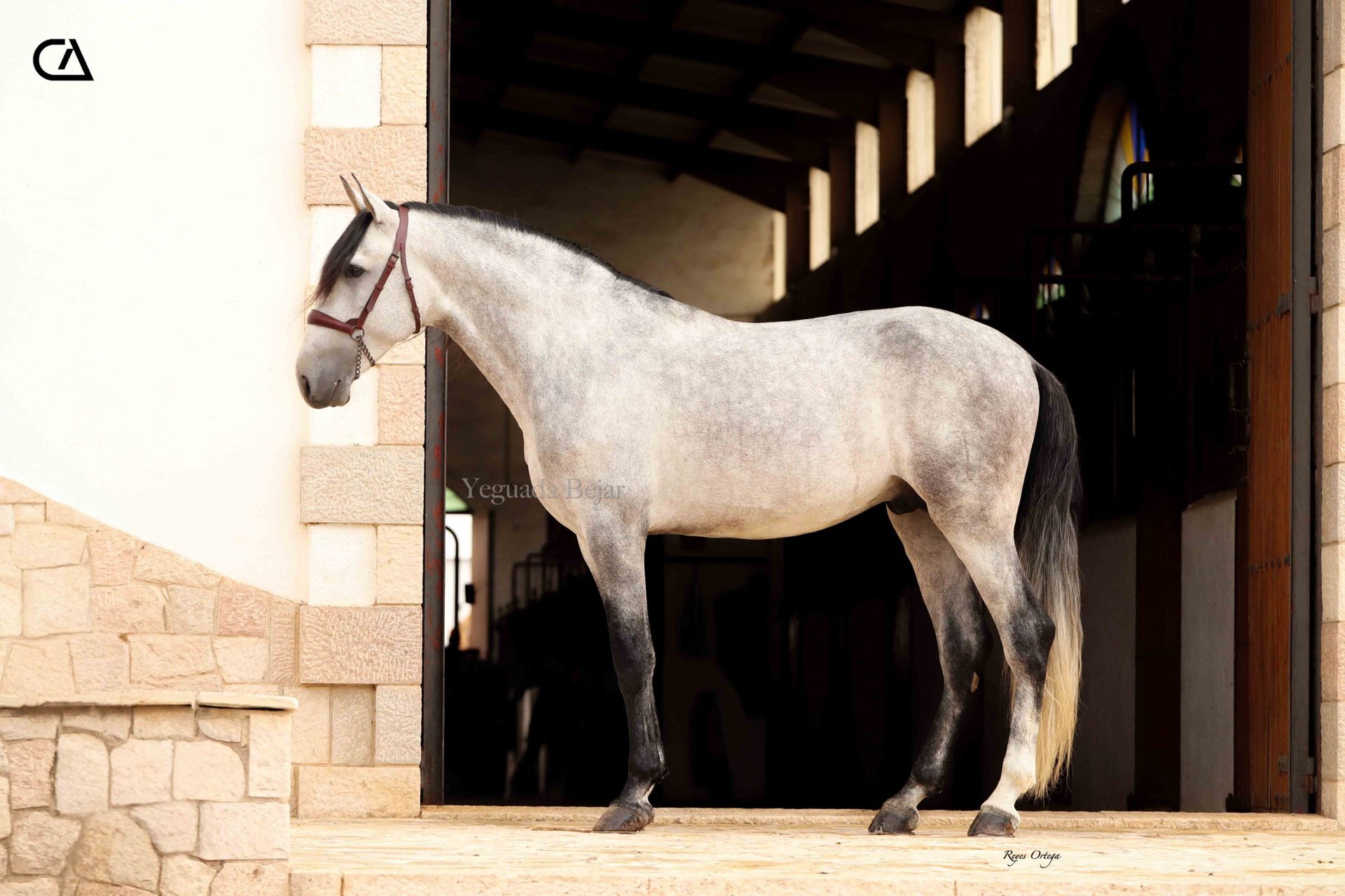 PRE Hingst 5 år 165 cm Gråskimmel in Puerto Lumbreras