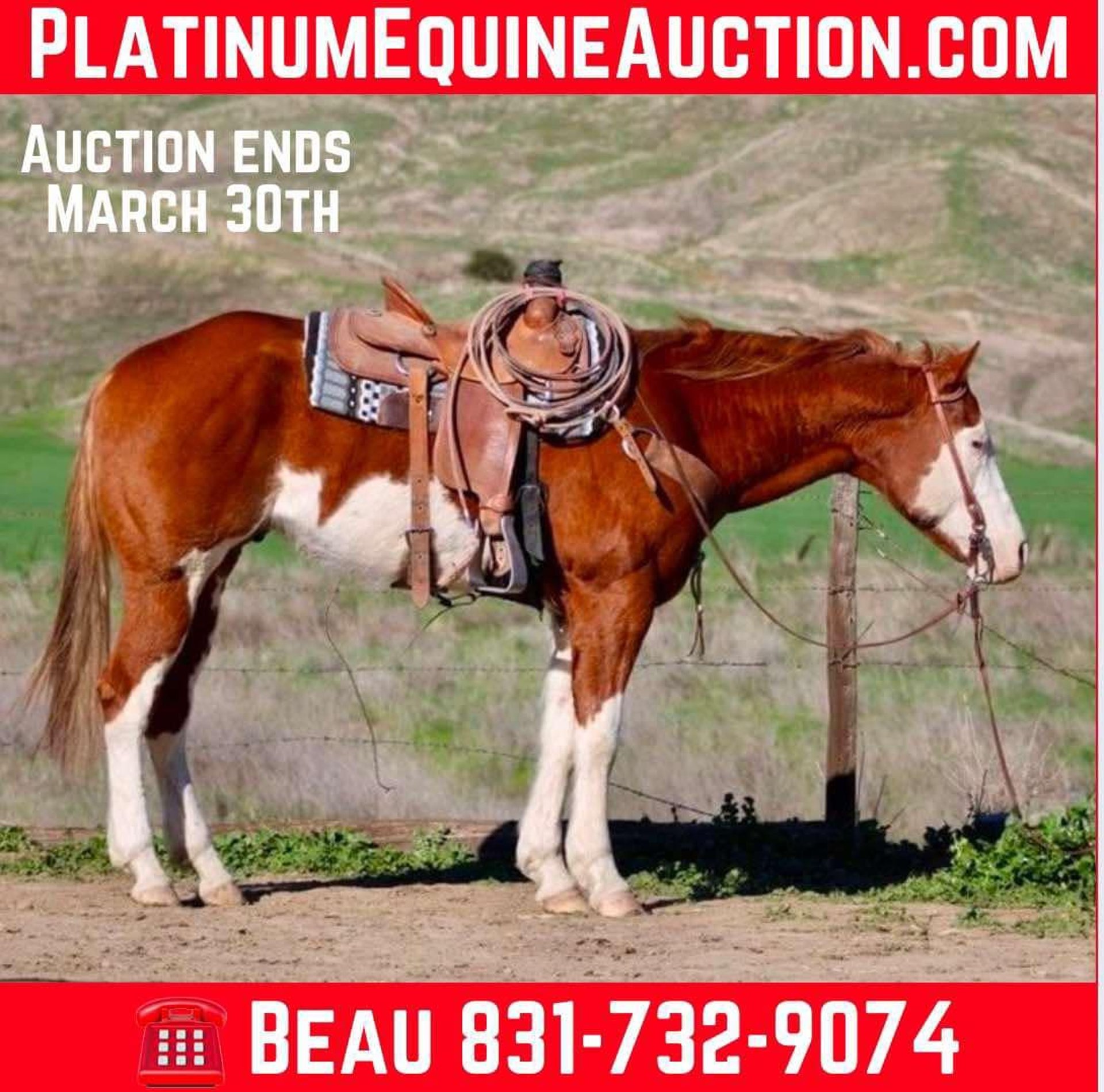 Paint Horse Gelding 7 years 15,1 hh Overo-all-colors in King City CA