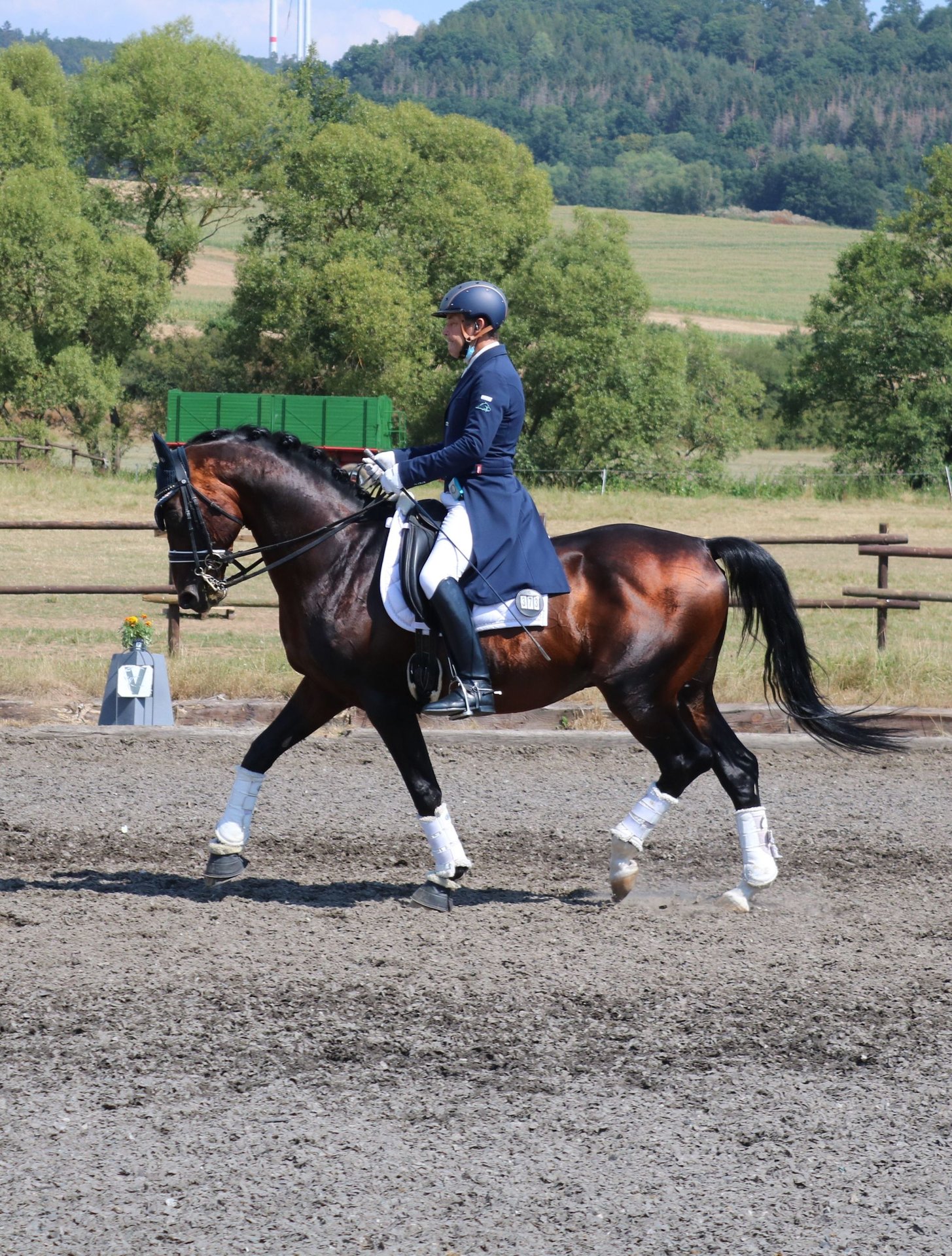 Trakehner Gelding 20 years 16 hh Brown in Wartenberg