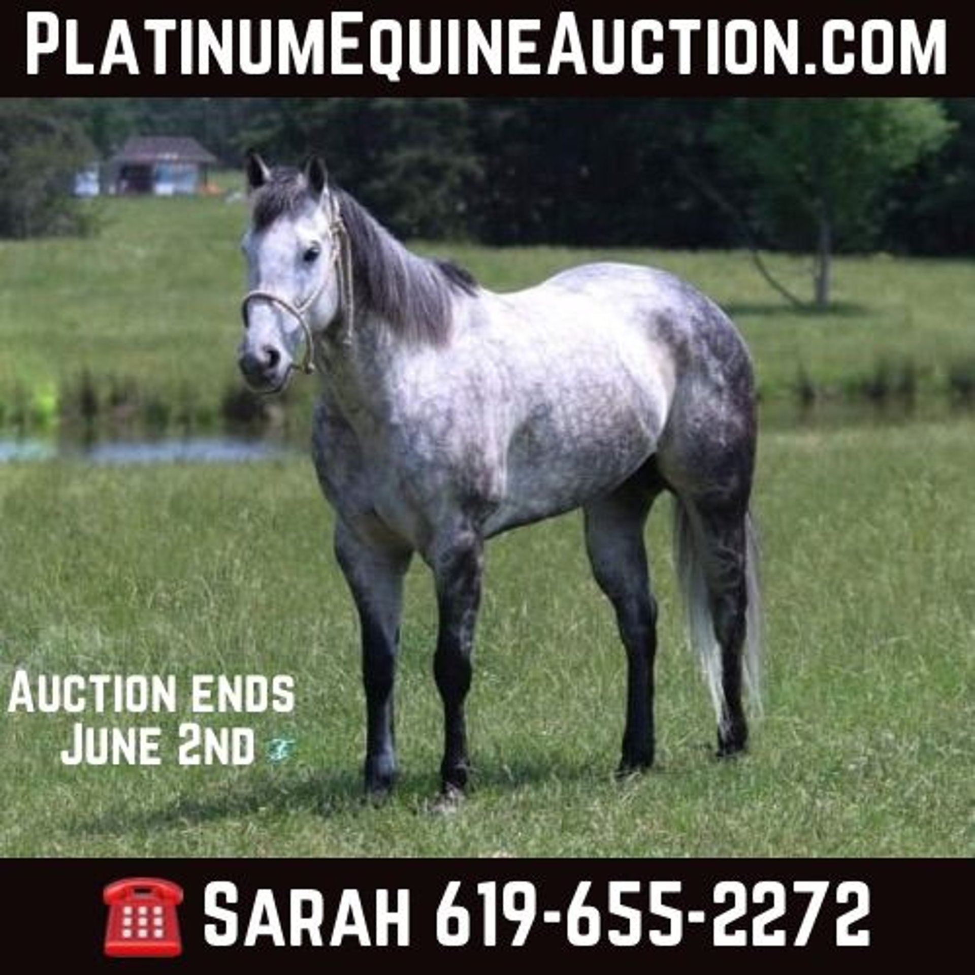 American Quarter Horse Gelding 9 years 15,2 hh Gray-Dapple in Carthage TX