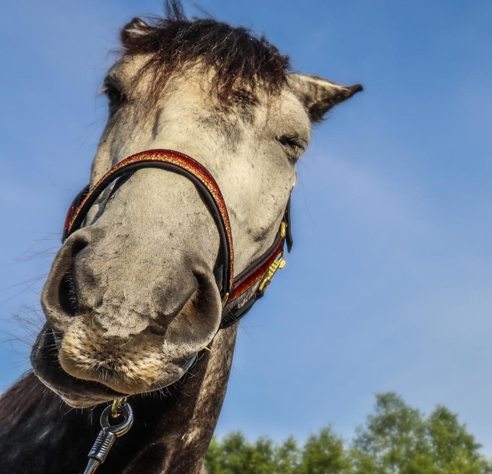 Friesen Mix Wallach 8 Jahre 167 cm in Maria Hoop