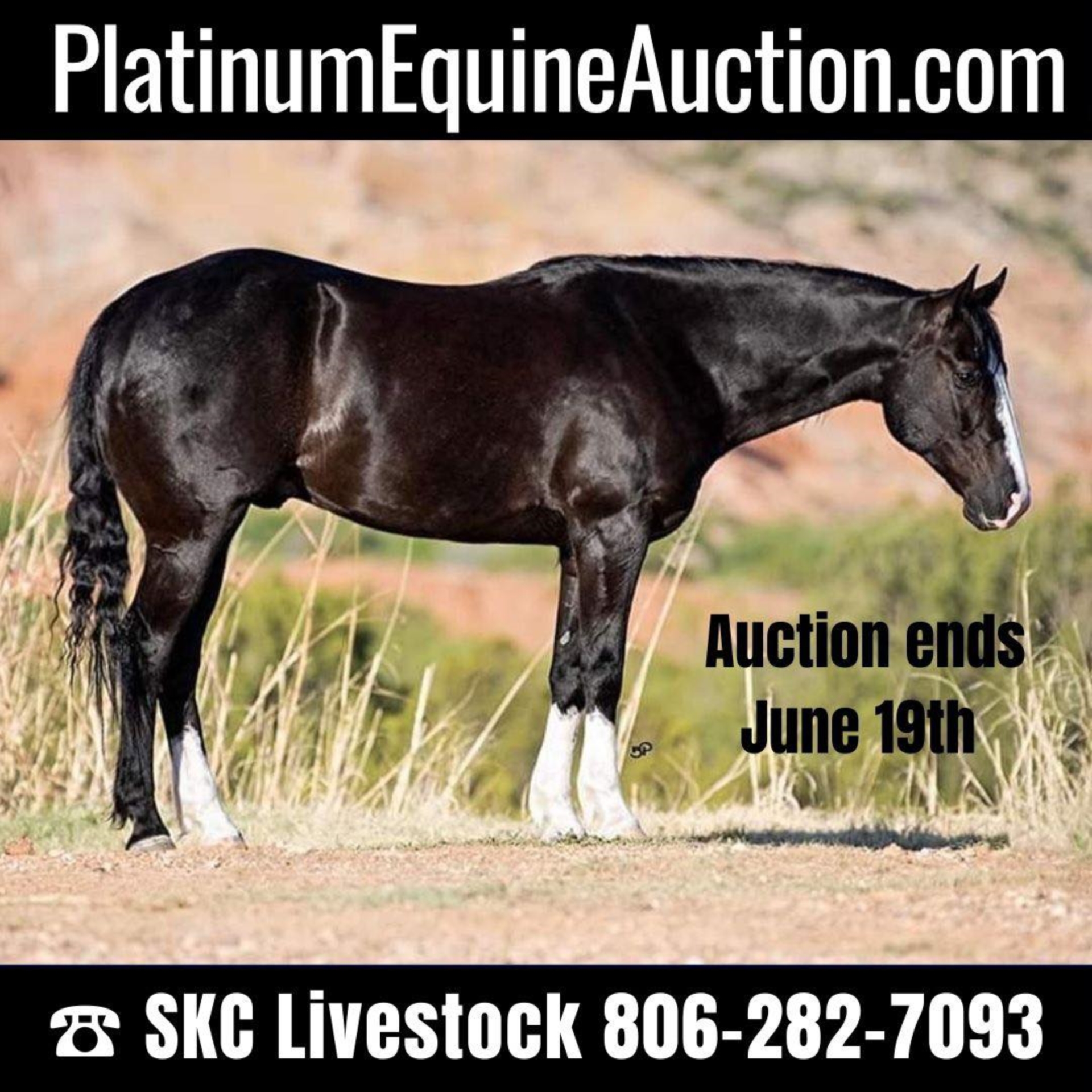 American Quarter Horse Gelding 8 years Bay in Canyon TX