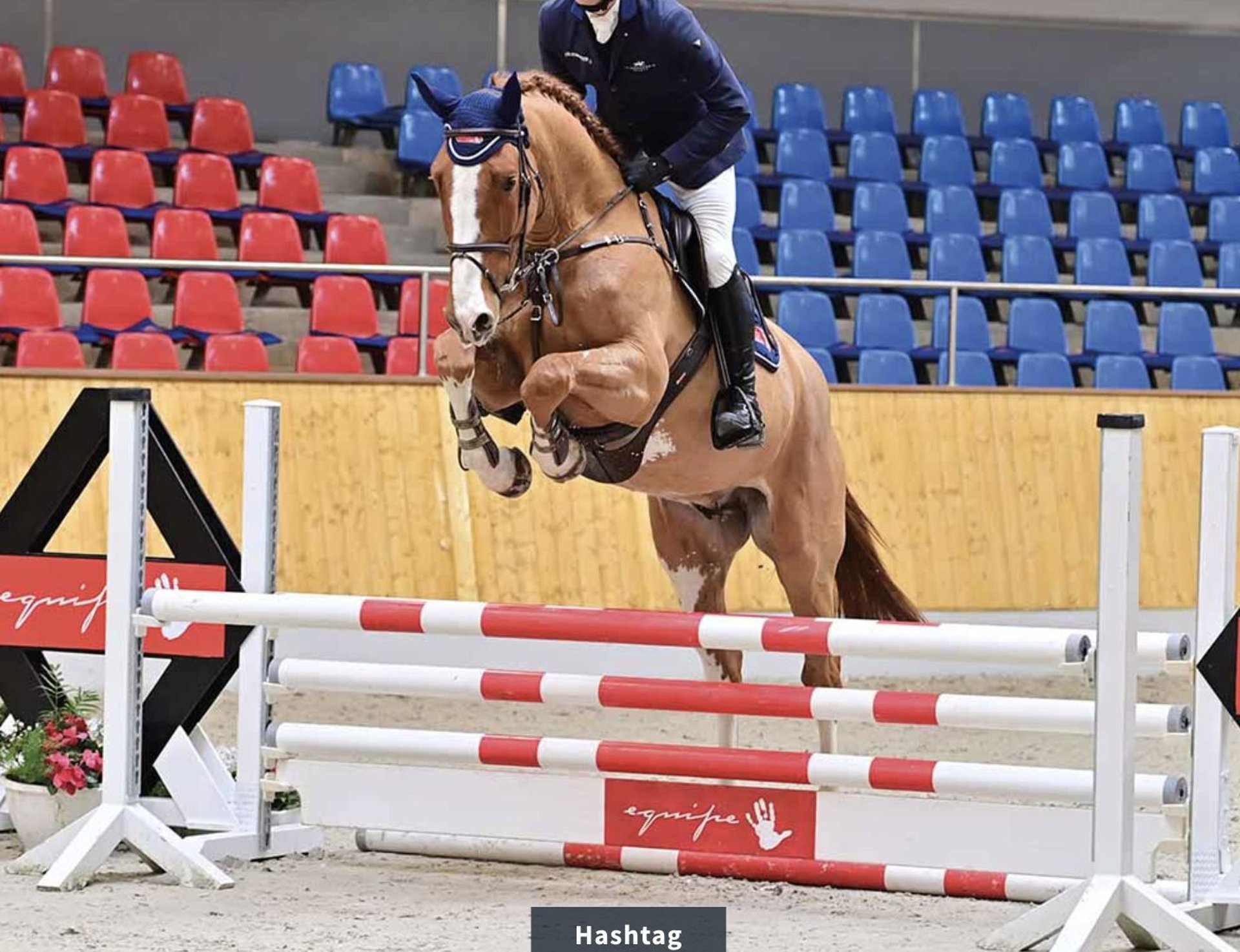 Oldenburger Springpferd Wallach 5 Jahre 174 cm Fuchs in Ganderkesee
