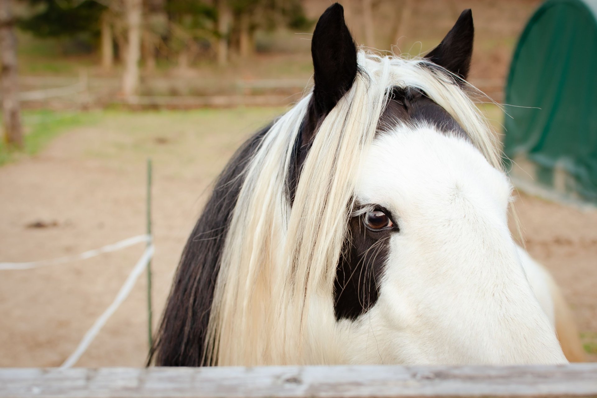 Gypsy Horse Gelding 12 years 14,1 hh Pinto in Eltville am Rhein