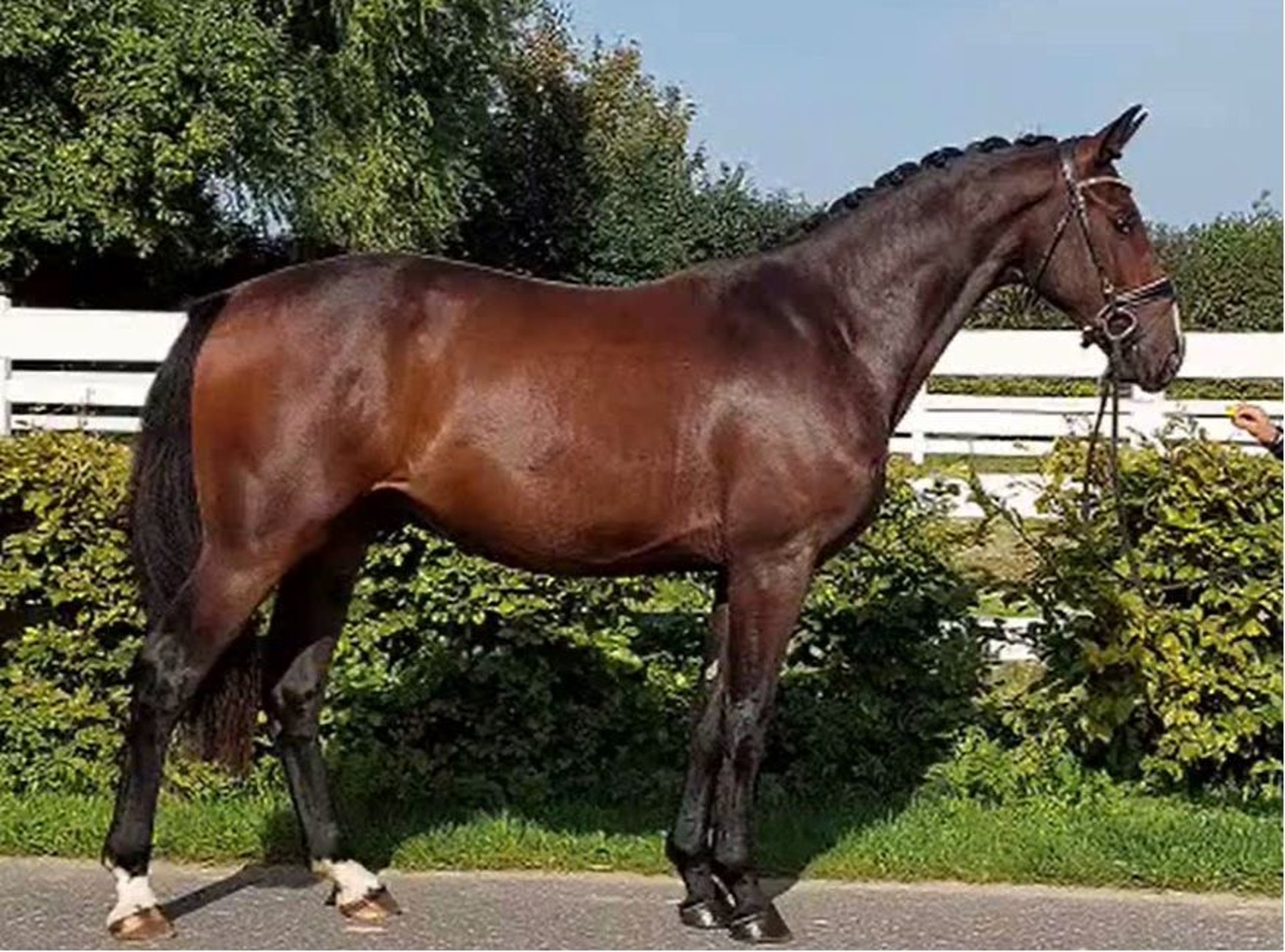 Hannoveraner Wallach 2 Jahre 165 cm Dunkelbrauner in Weeze