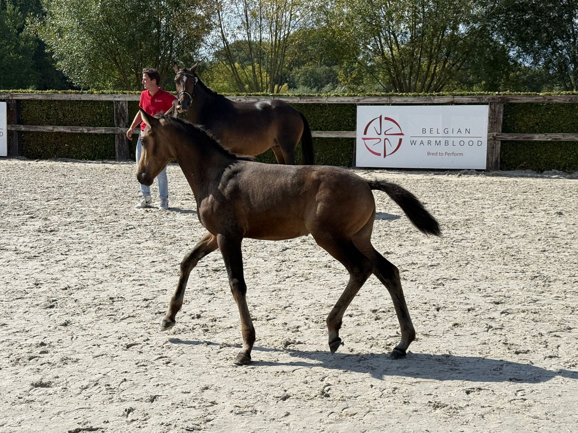 Belgian Riding Pony Mare Foal (06/2025) 14,1 hh Buckskin in zele