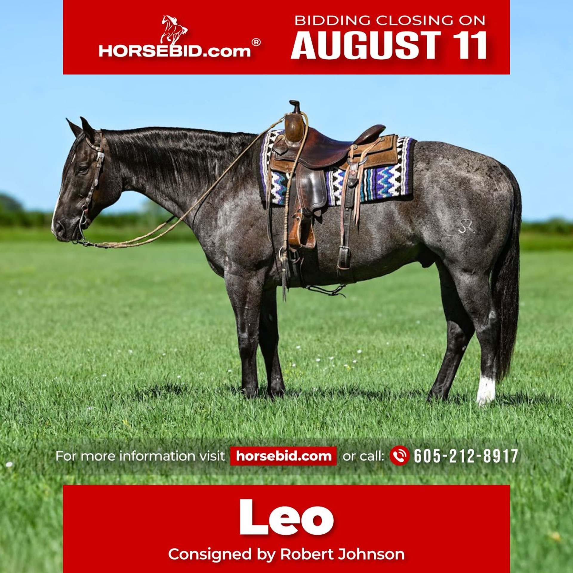 Caballo cuarto de milla Caballo castrado 9 años 157 cm Ruano azulado in ...