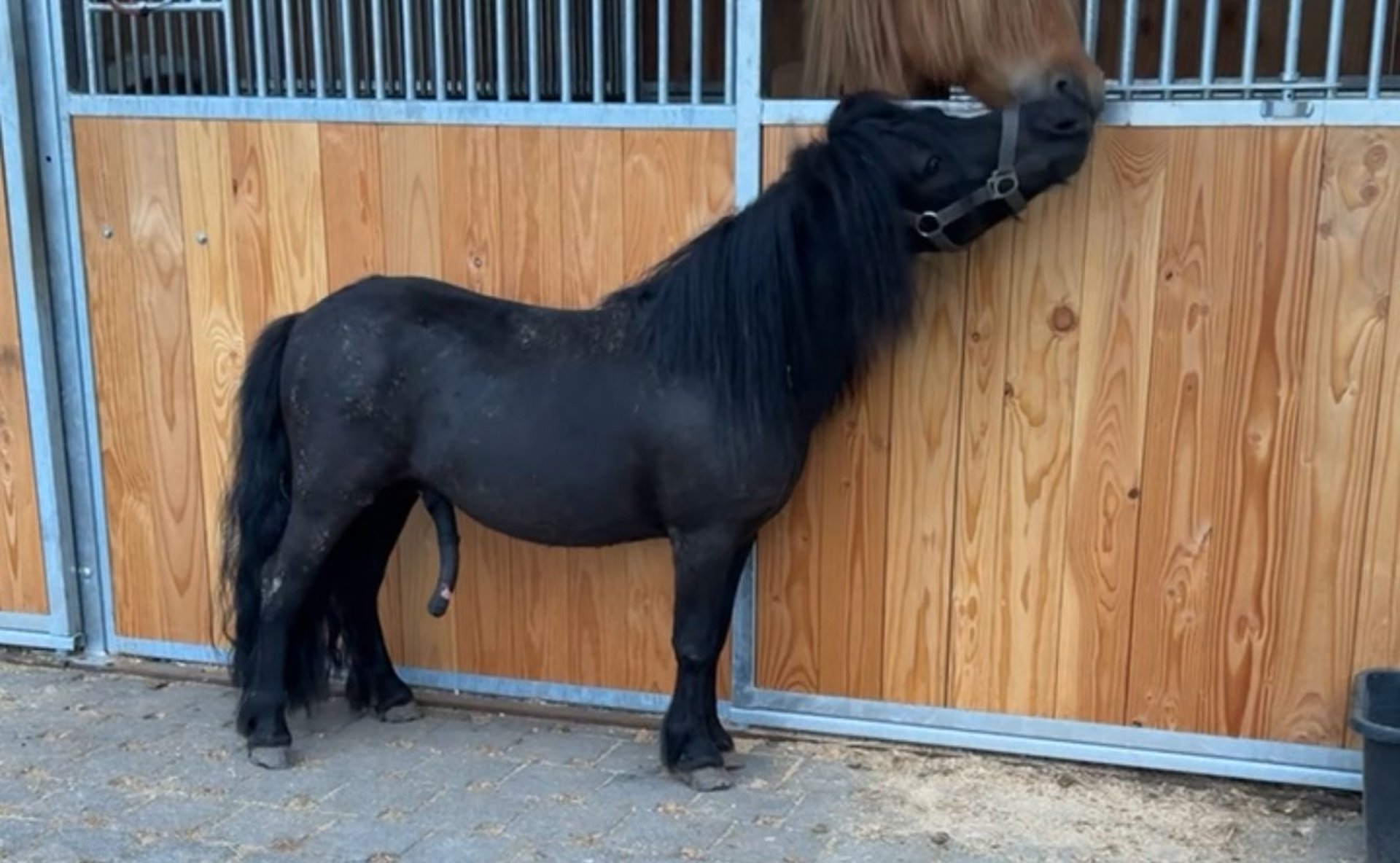 Mini poney Shetland Étalon 4 Ans 98 cm Noir in Dernbach