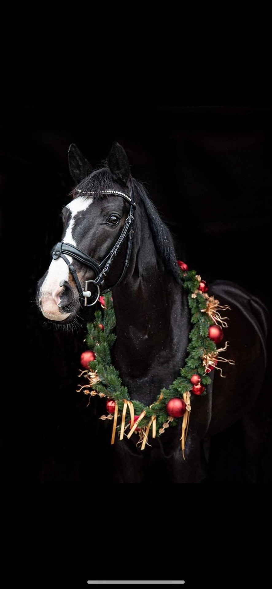 Westfale Stute 15 Jahre 160 cm Dunkelbrauner in Eschweiler