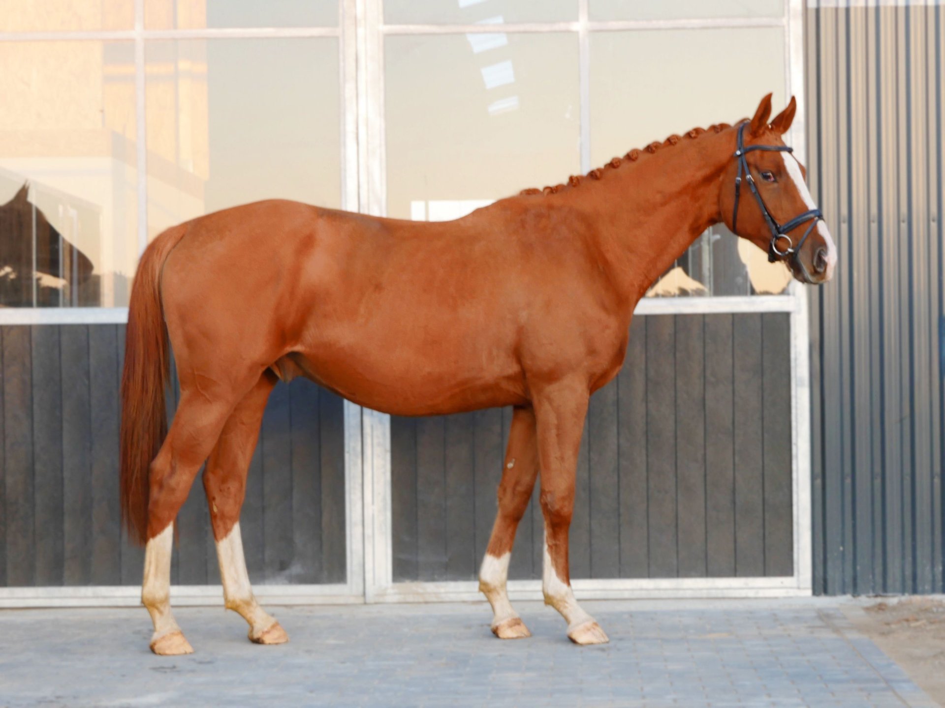 Hannoveraner Wallach 3 Jahre 174 cm Fuchs in Alt Krenzlin