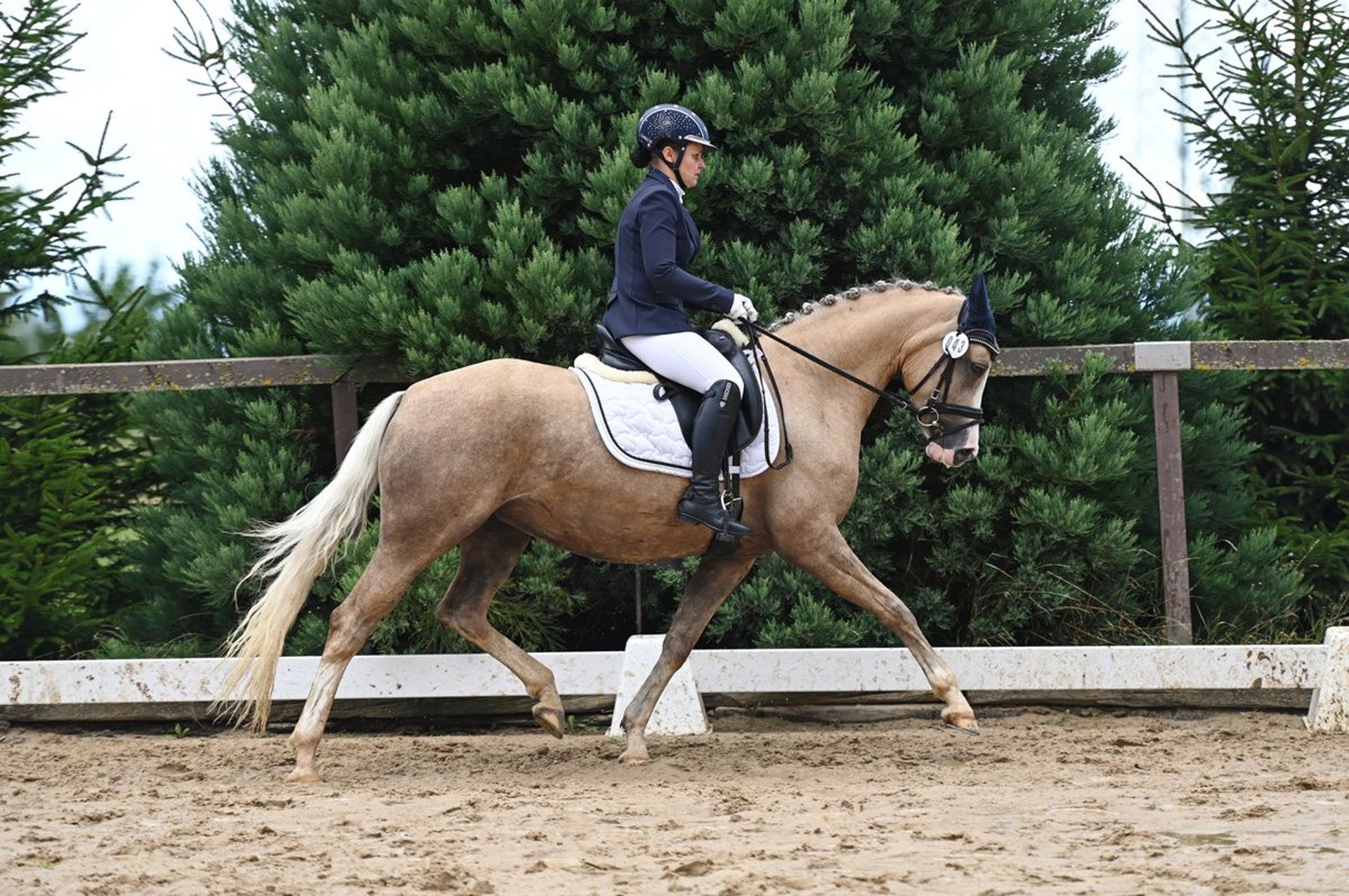 German Riding Pony Mare 5 years 14,2 hh Palomino in Ilmenau