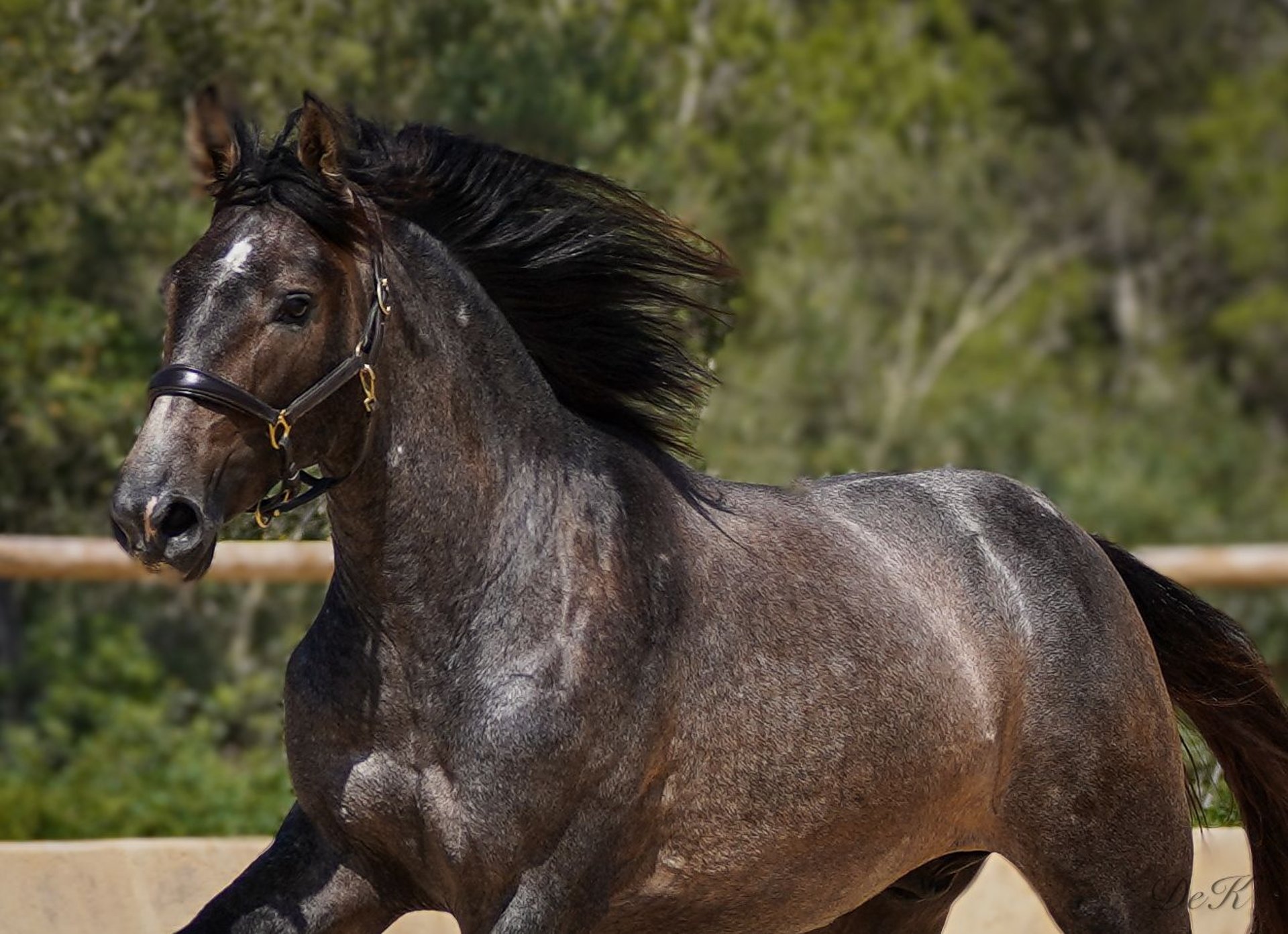 PRE Hingst 3 år 164 cm Grå in Manacor