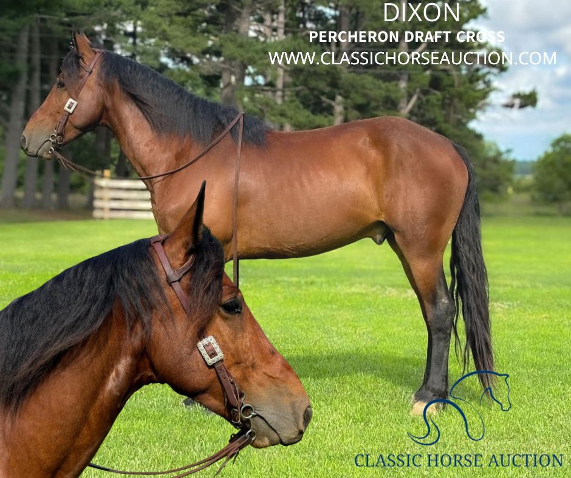 Percheron Gelding 6 years 16 hh Bay in Houston, MO