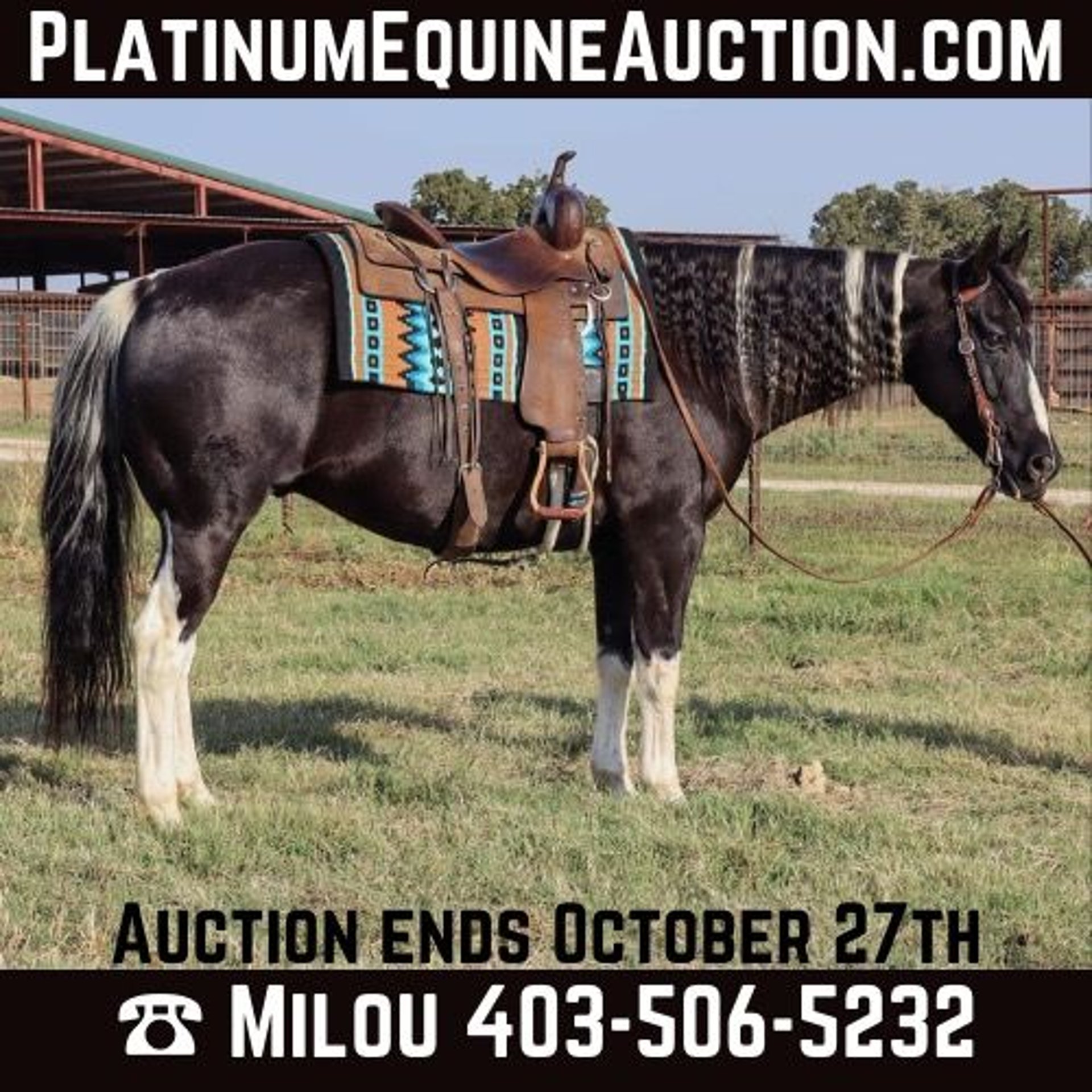 American Quarter Horse Wallach 11 Jahre Tobiano-alle-Farben in Keene TX