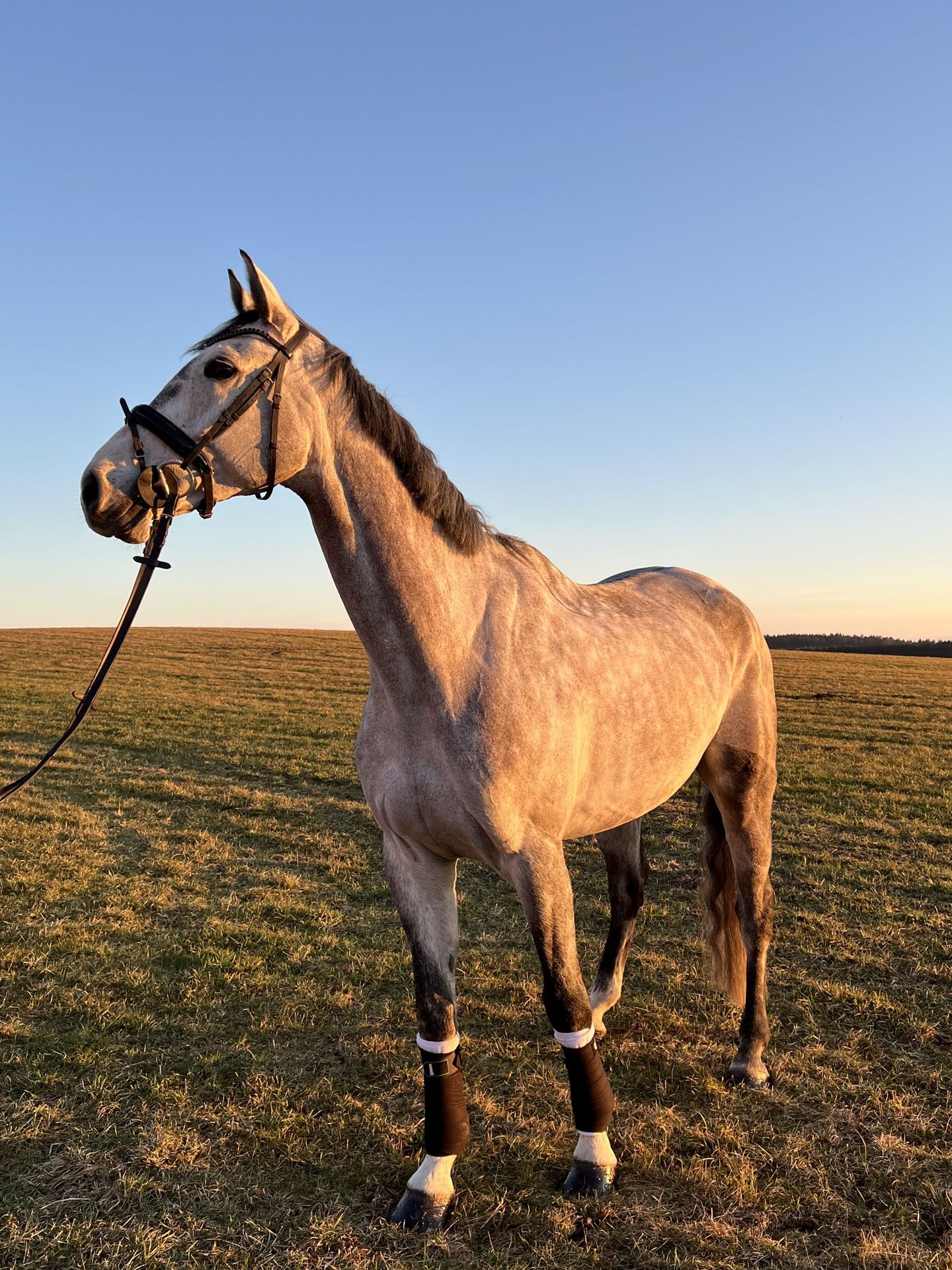 Caballo de deporte alemán Caballo castrado 7 años 170 cm Tordo in Haag ...