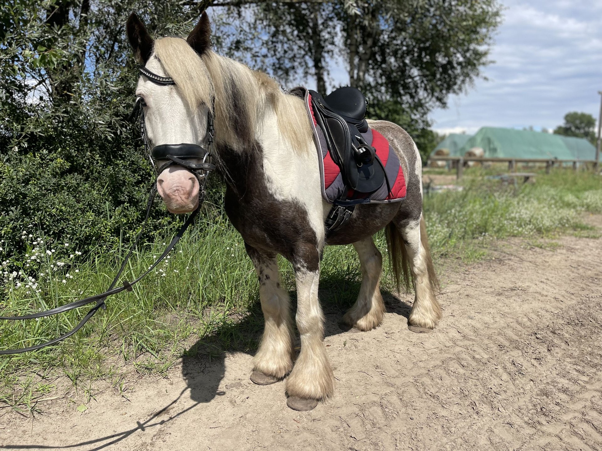 Gypsy Horse Gelding 7 years 13,1 hh Tobiano-all-colors in Trebbin
